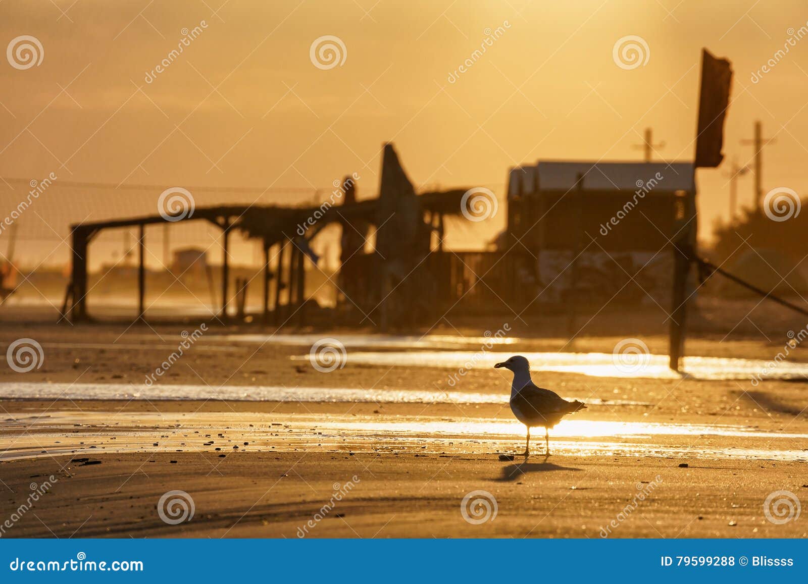 Seagull on a Sandy Beach Shoreline at Sunset Scenic Landscape Stock ...