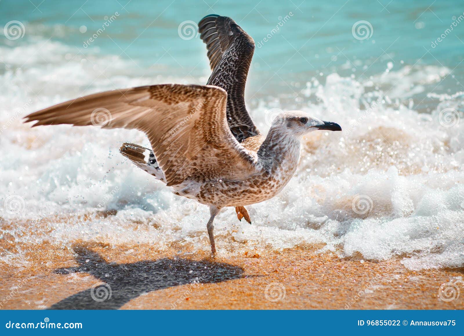 Seagull on a Sandy Sea Shore . Stock Photo - Image of nature, fishing ...