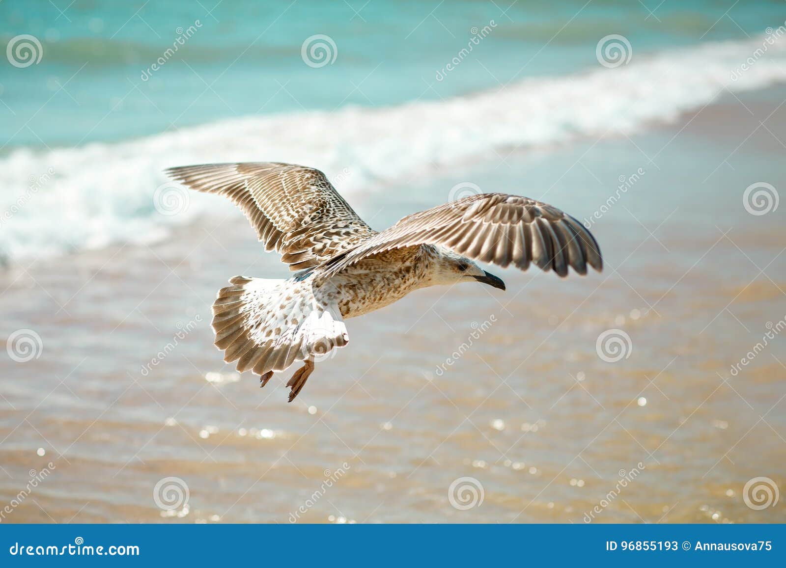 Seagull on a Sandy Sea Shore . Stock Image - Image of beak, back: 96855193