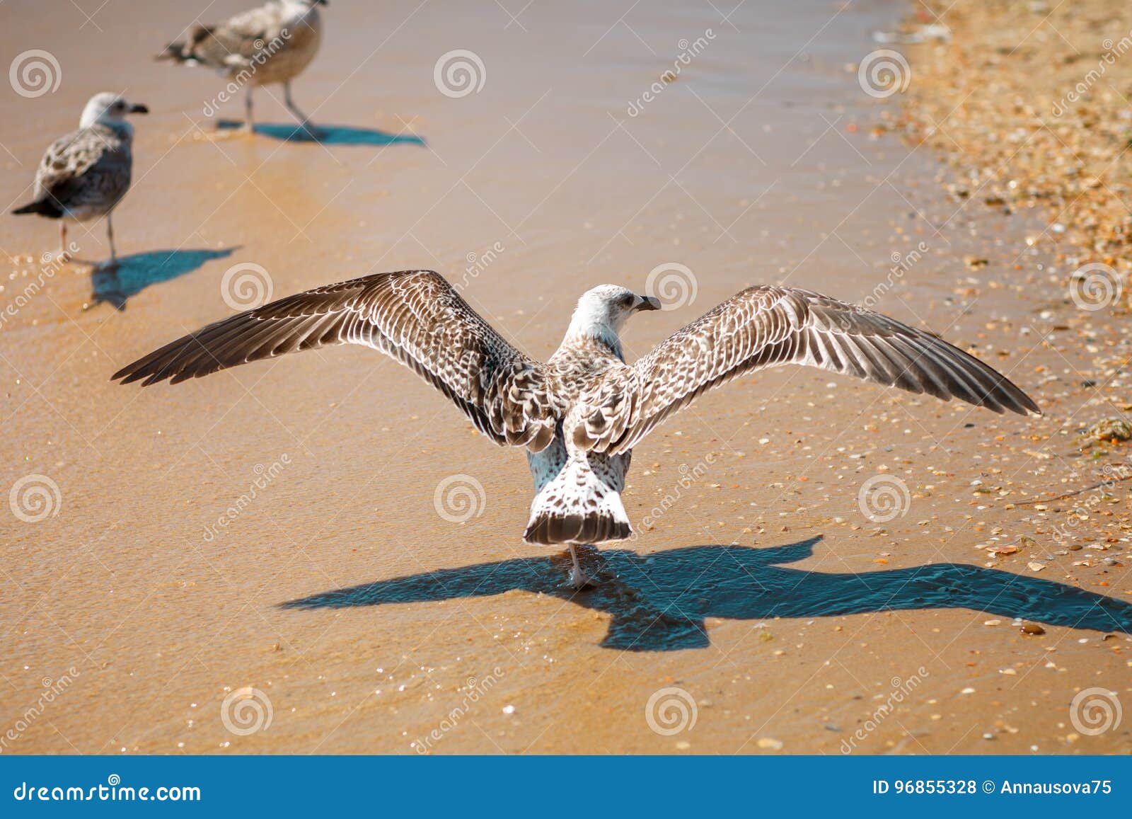 Seagull on a Sandy Sea Shore . Stock Photo - Image of nature, canus ...