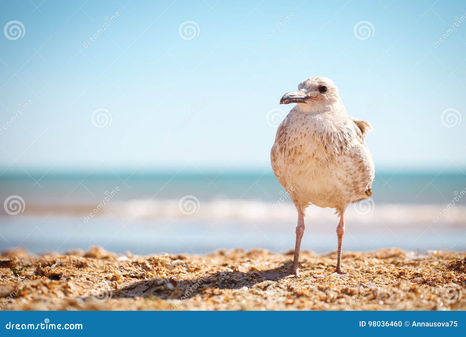 Seagull on a Sandy Sea Shore . Stock Photo - Image of animals, nature ...