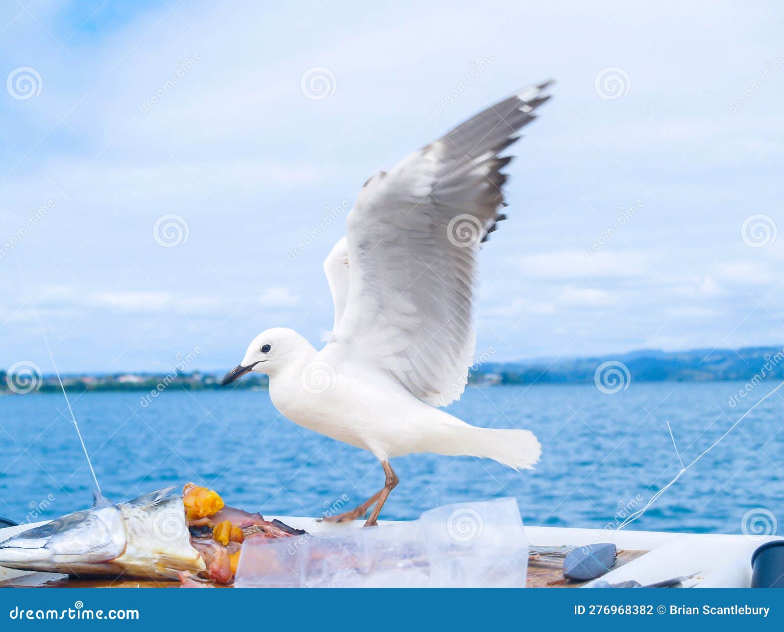 Seagull Scavenging Bait Fish on Bait-board on Boat Stock Photo - Image ...