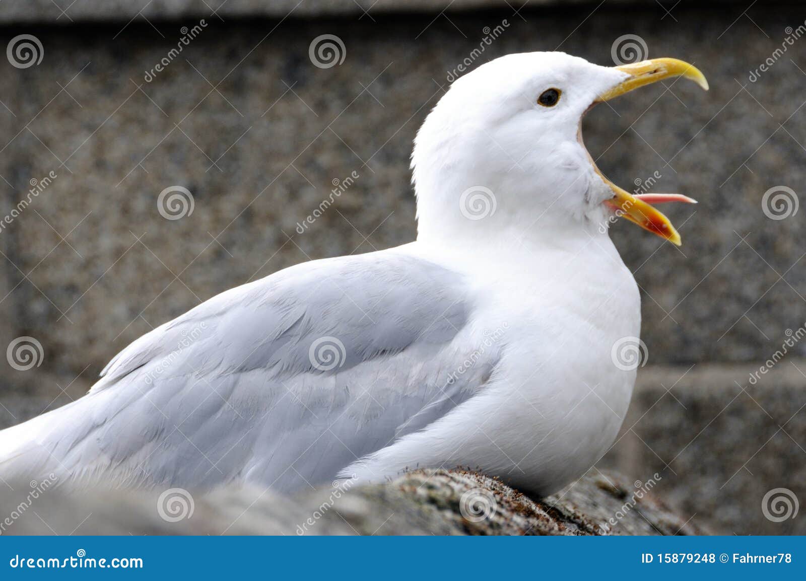 Seagull screaming stock photo. Image of coastal, coast - 15879248