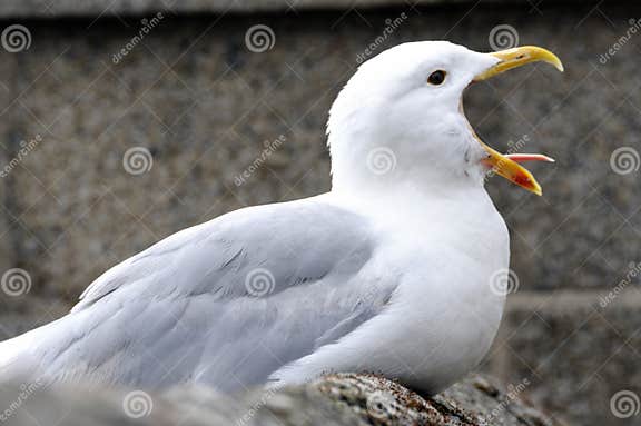 Seagull screaming stock photo. Image of coastal, coast - 15879248