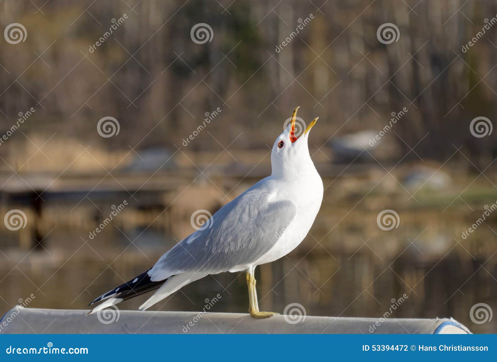 Seagull Screaming in the Air Stock Photo - Image of beautiful, birds ...
