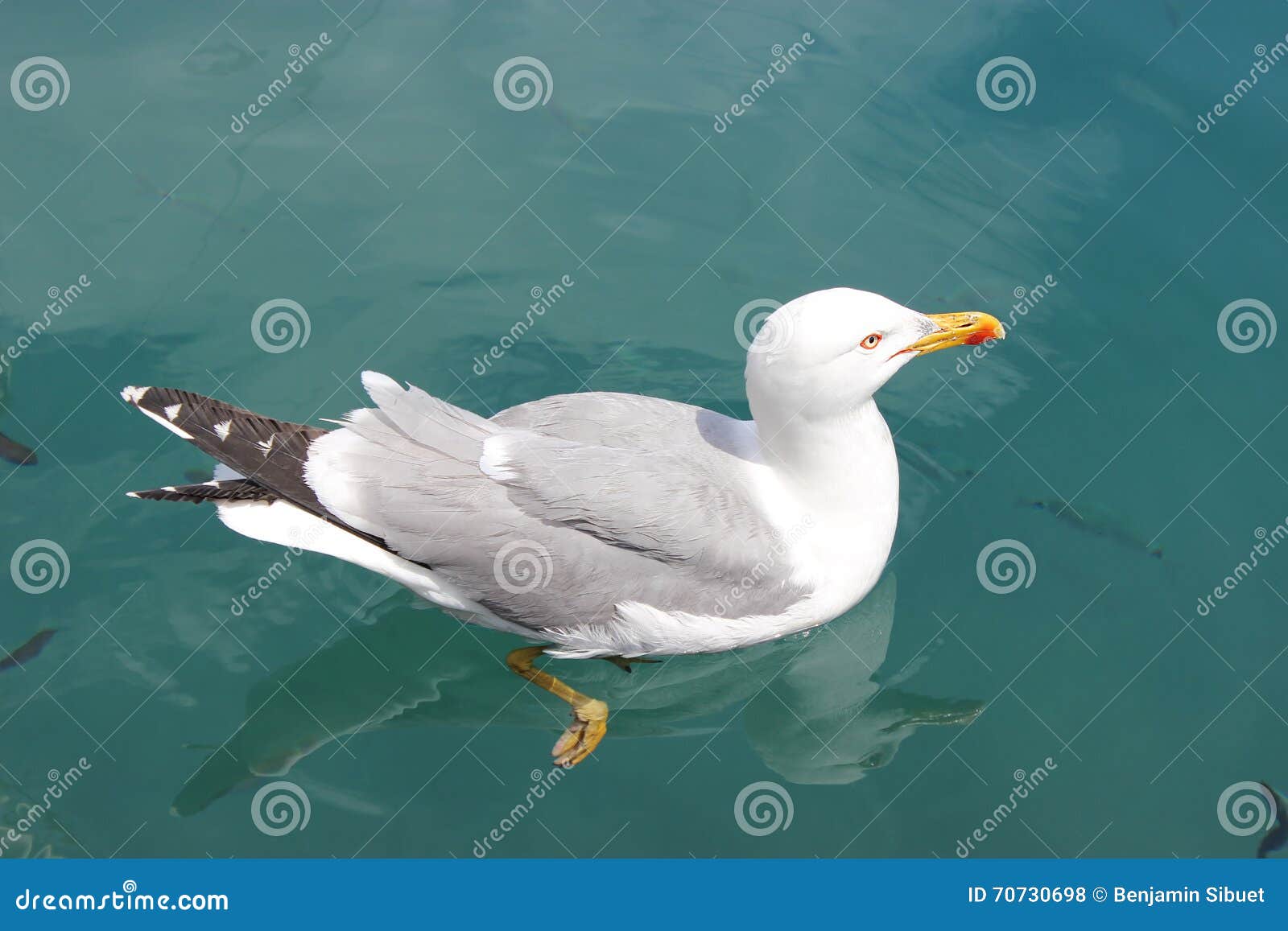 Seagull Screaming with Beak Wide Open Stock Photo - Image of circle ...
