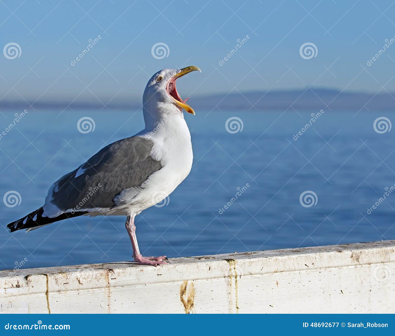 Seagull Screaming Blue Ocean Background Photos - Free & Royalty-Free ...