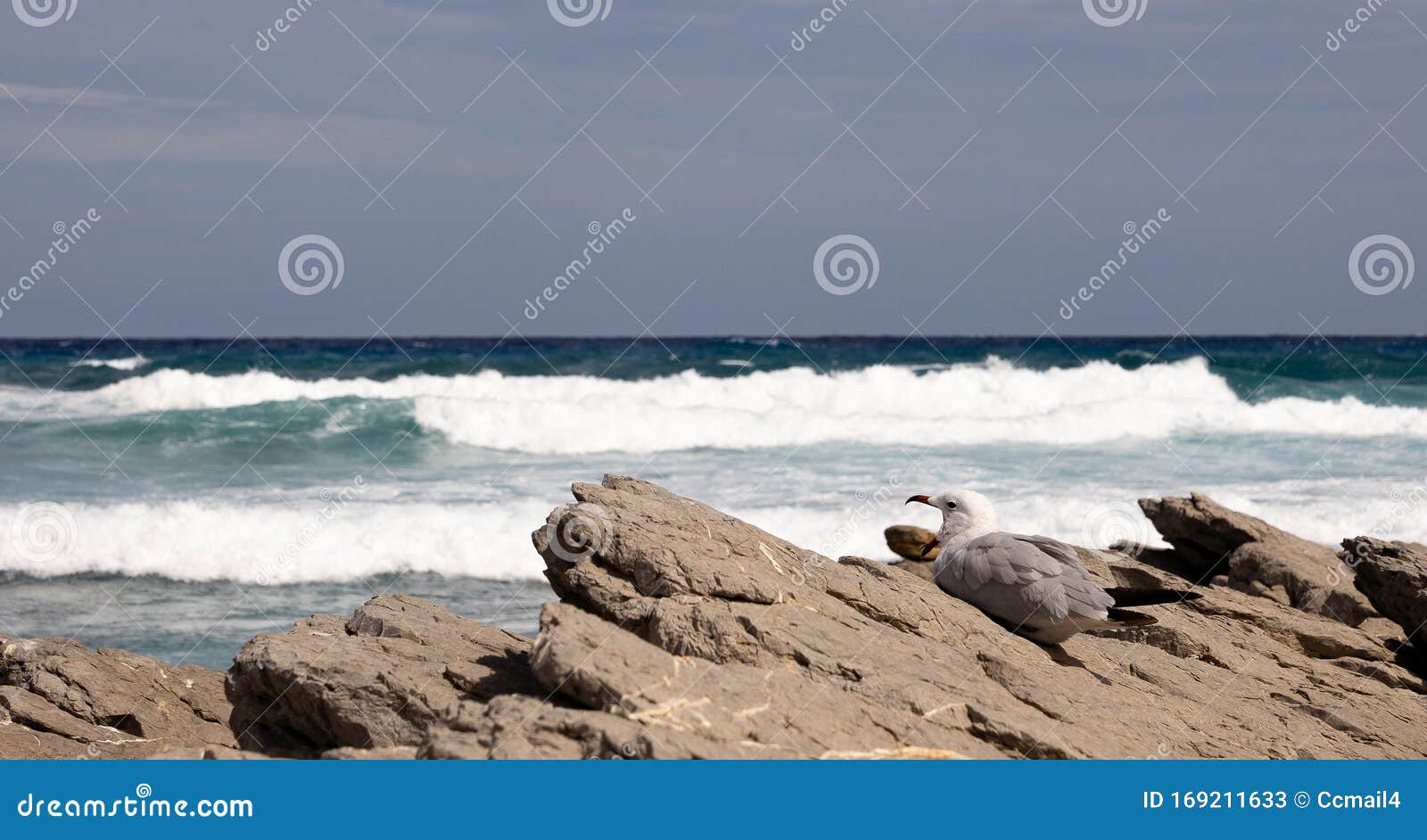 Seagull Screaming On Wooden Pier. Gulls On The Ocean Coast. Wild Birds ...