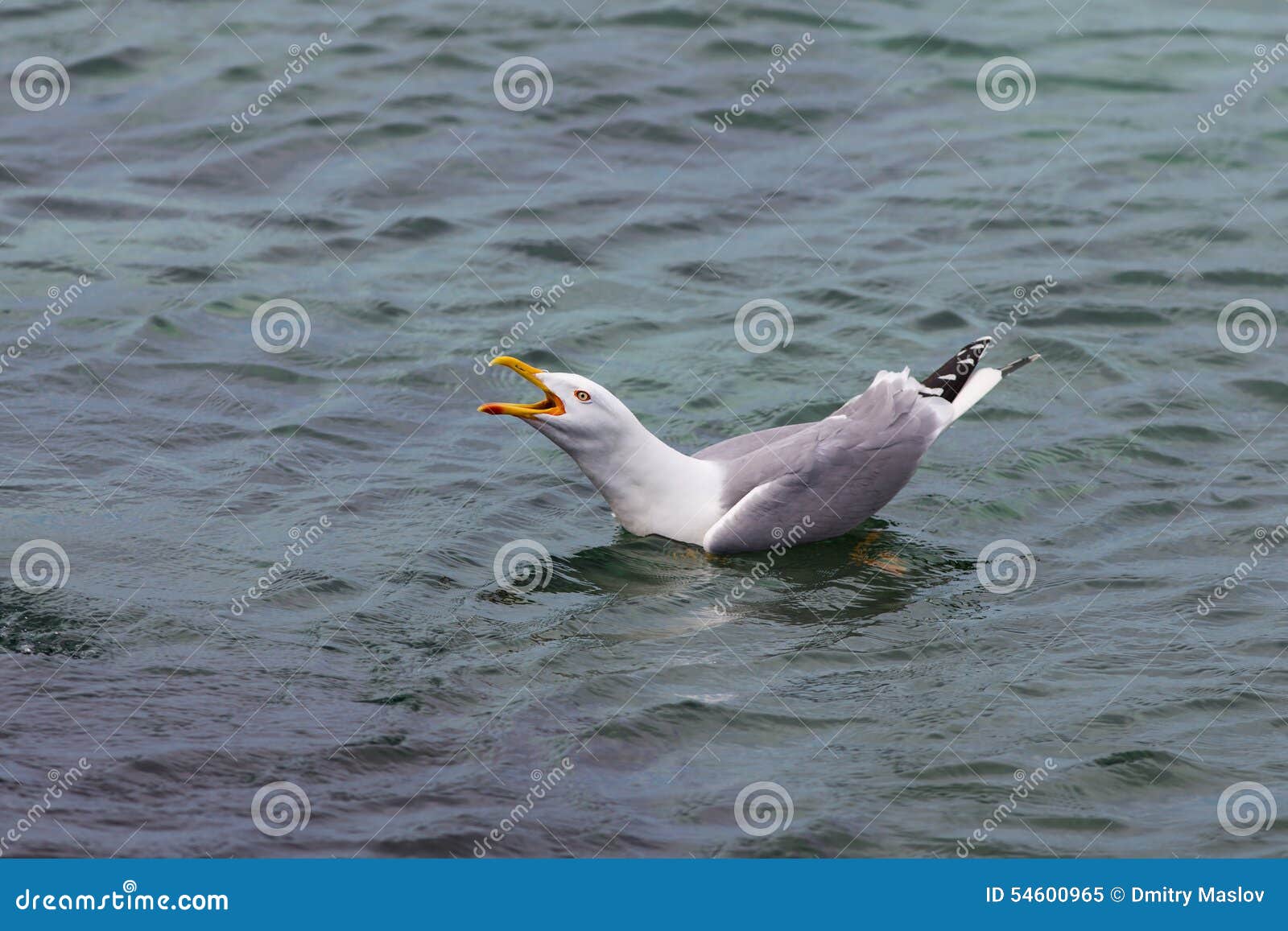 Seagull Screaming in Sea Water Stock Image - Image of nature, water ...