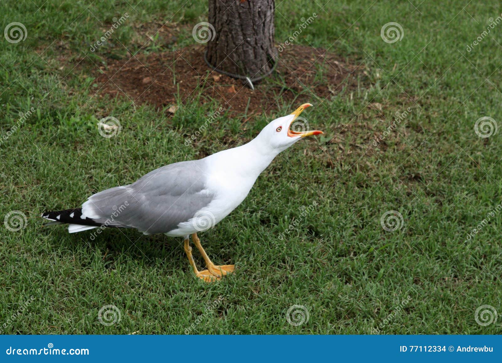 Seagull Screaming Standing on a Lawn Grass Stock Photo - Image of ...