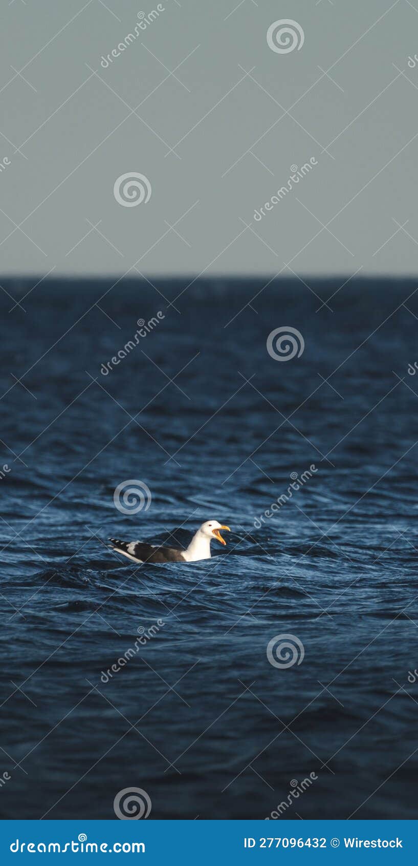Seagull Screaming On Wooden Pier. Gulls On The Ocean Coast. Wild Birds ...