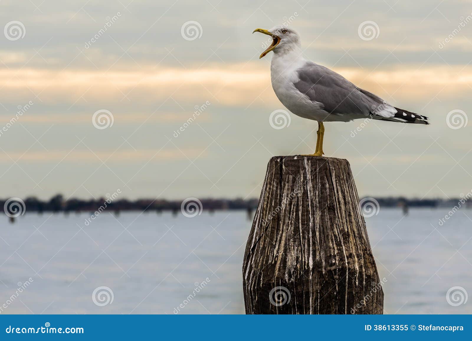 Seagull screaming stock image. Image of water, landscape - 38613355
