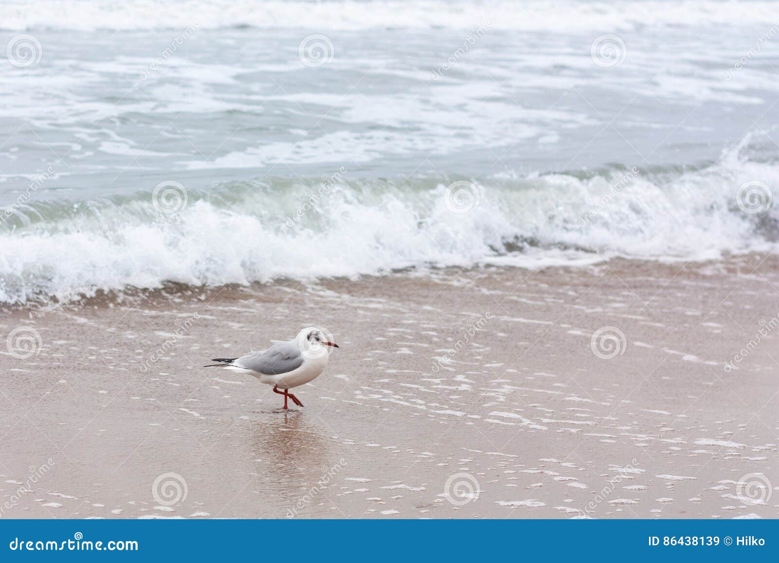 Seagull at sea stock image. Image of gliding, wild, wind - 86438139