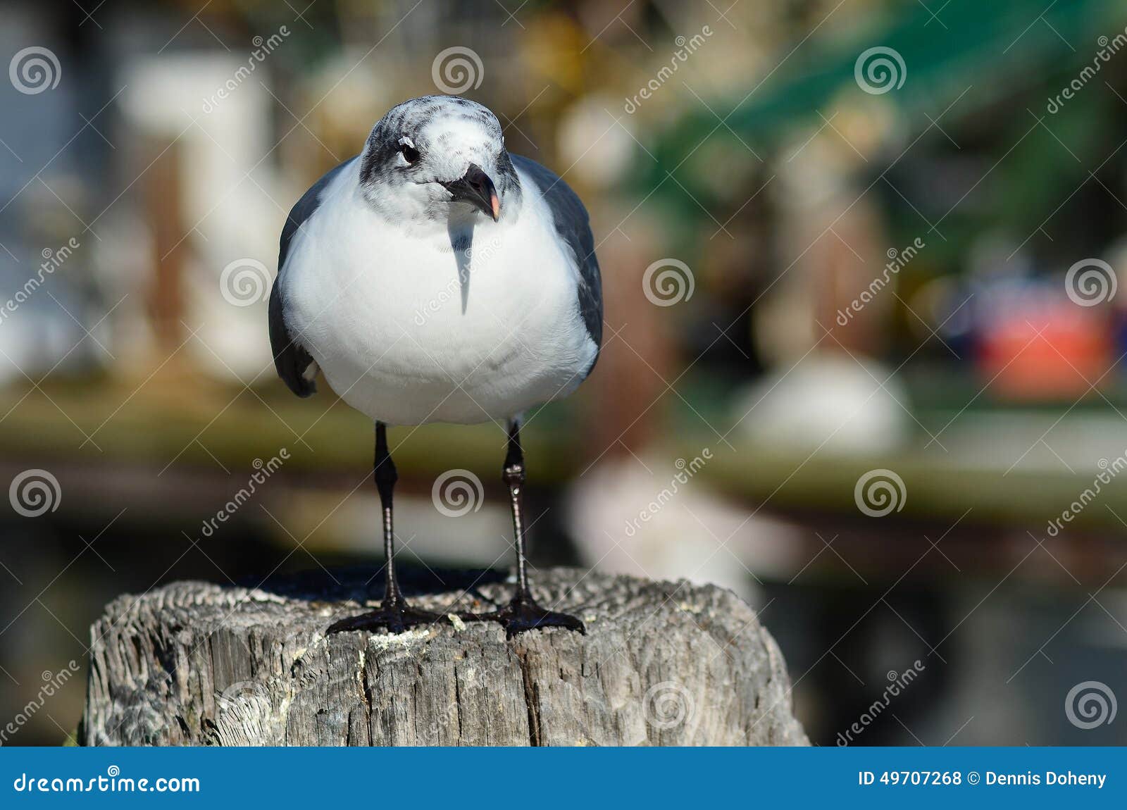 Seagull by the sea stock photo. Image of coast, looking - 49707268