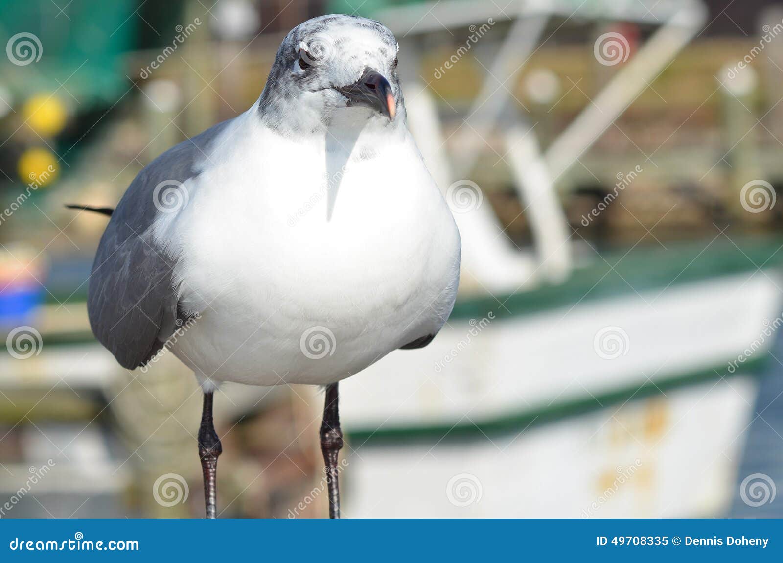 Seagull by the sea stock image. Image of pensacola, seagull - 49708335