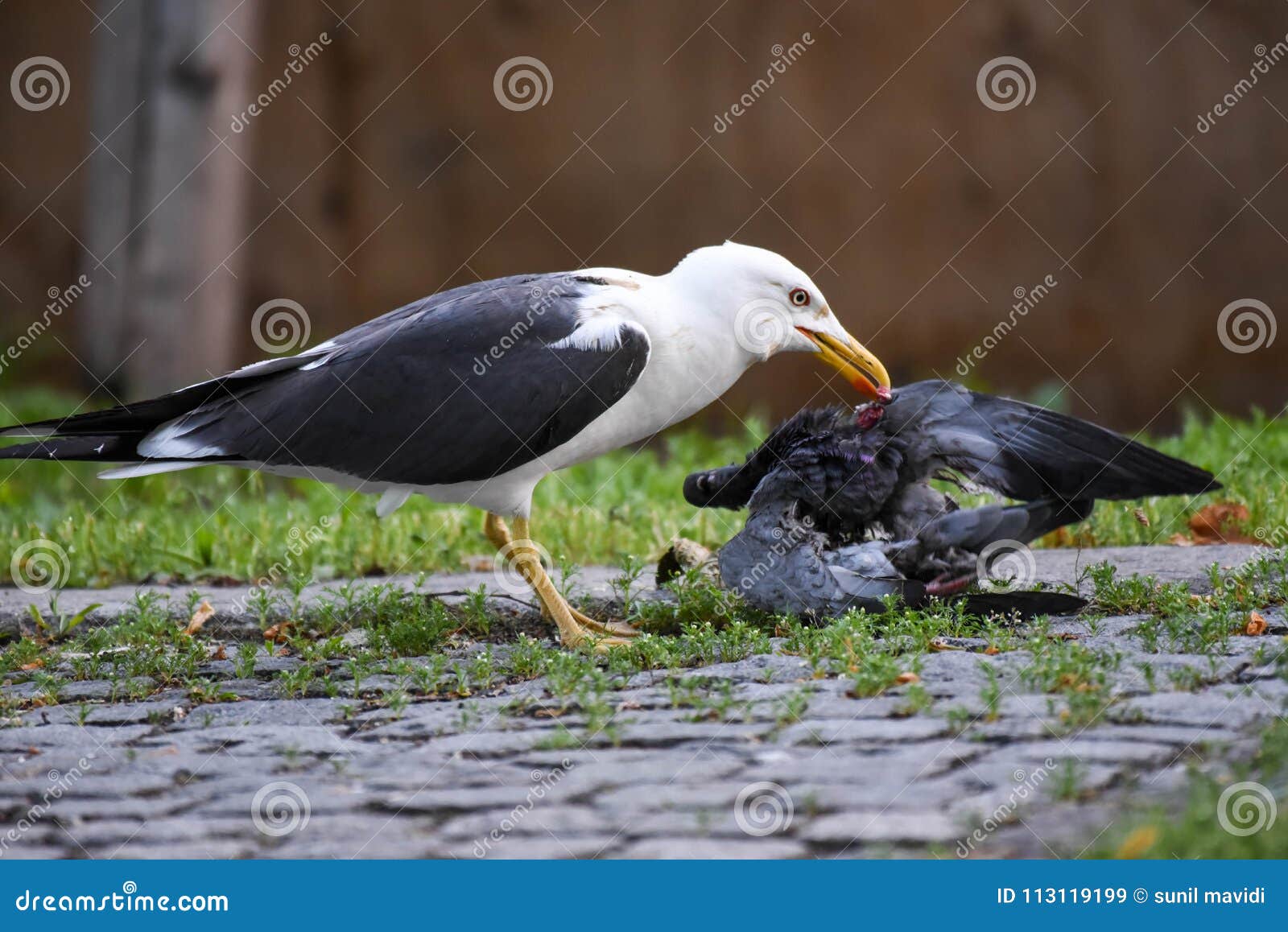 Seagull Attack Stock Images - Download 425 Royalty Free Photos