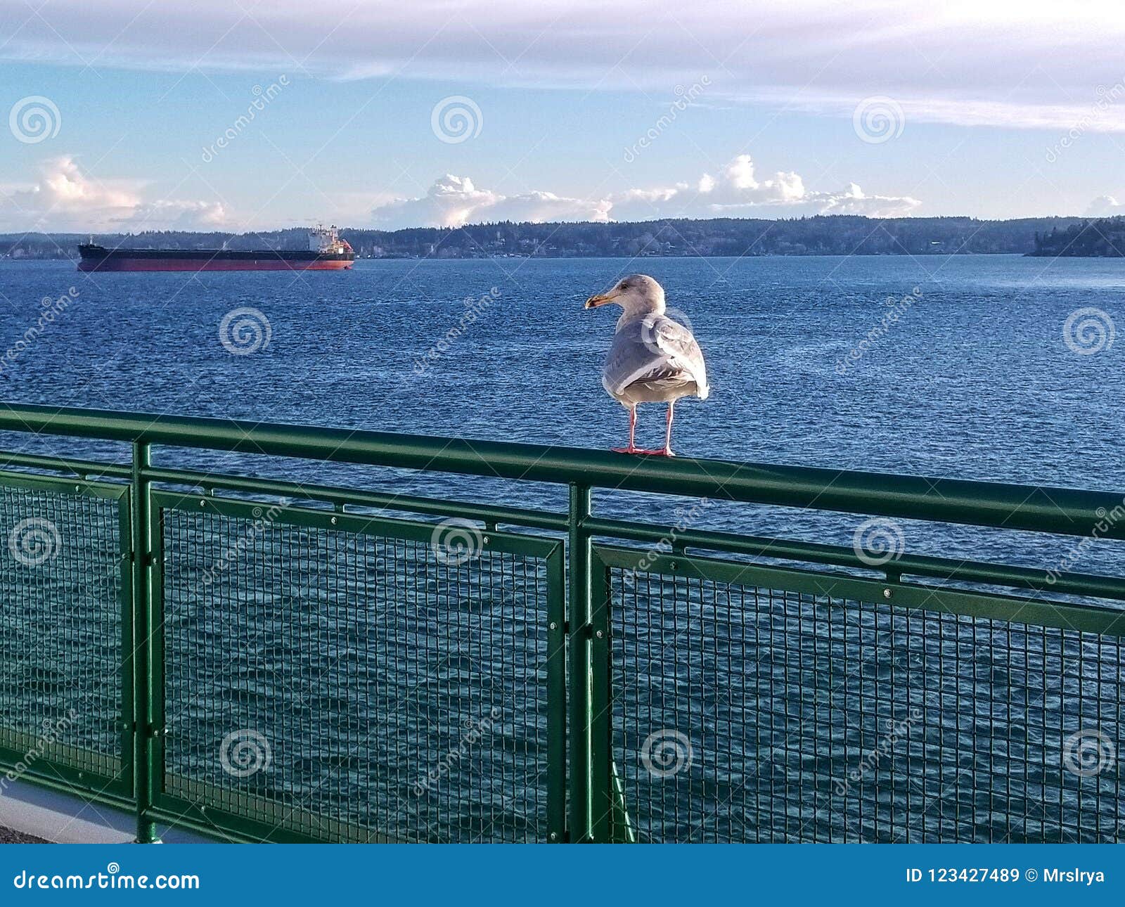 Seagull Sitting on Ferry Boat Railing in Seattle Washington Stock Image ...