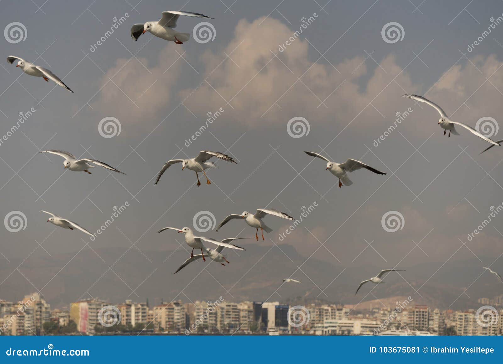 Seagull. Seagulls Flying in the Back of the Ships at Sea. Stock Image ...
