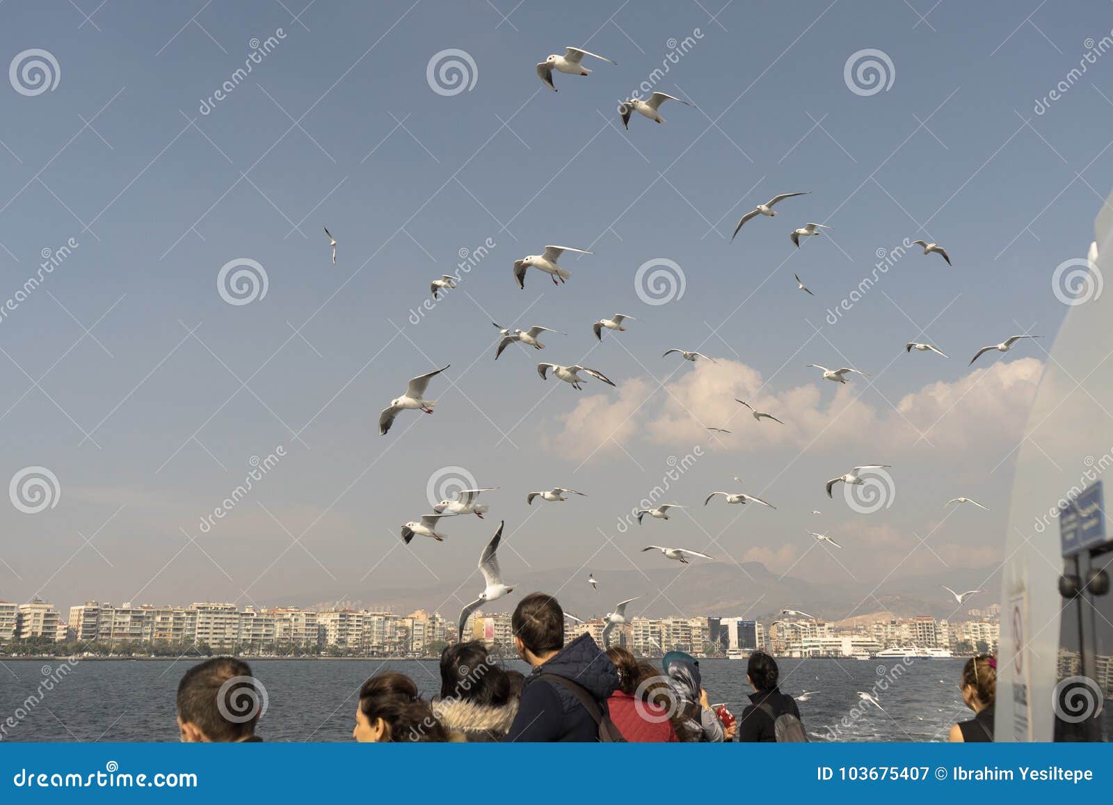 Seagull. Seagulls Flying in the Back of the Ships at Sea. Editorial ...