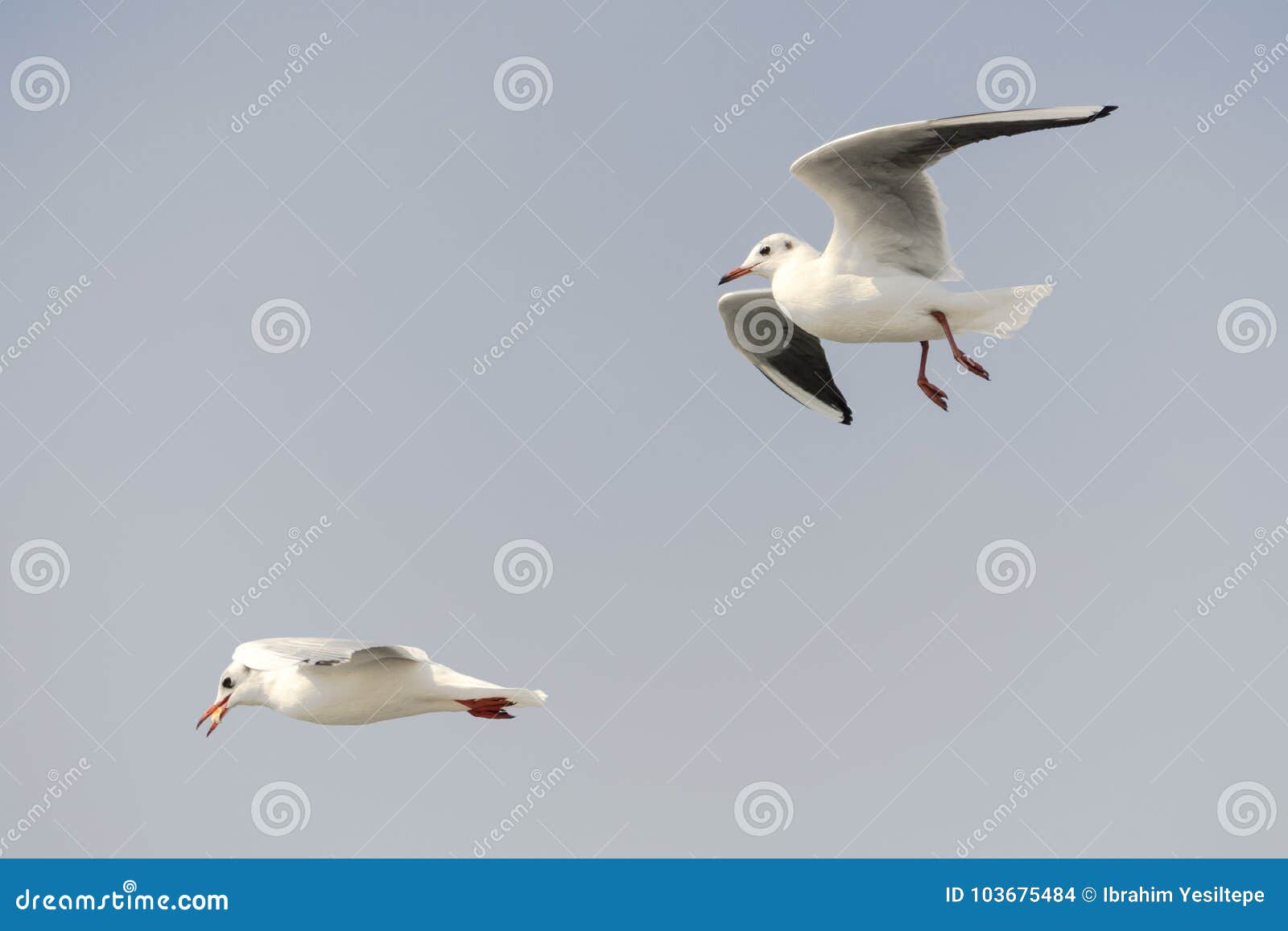 Seagull. Seagulls Flying in the Back of the Ships at Sea. Stock Photo ...