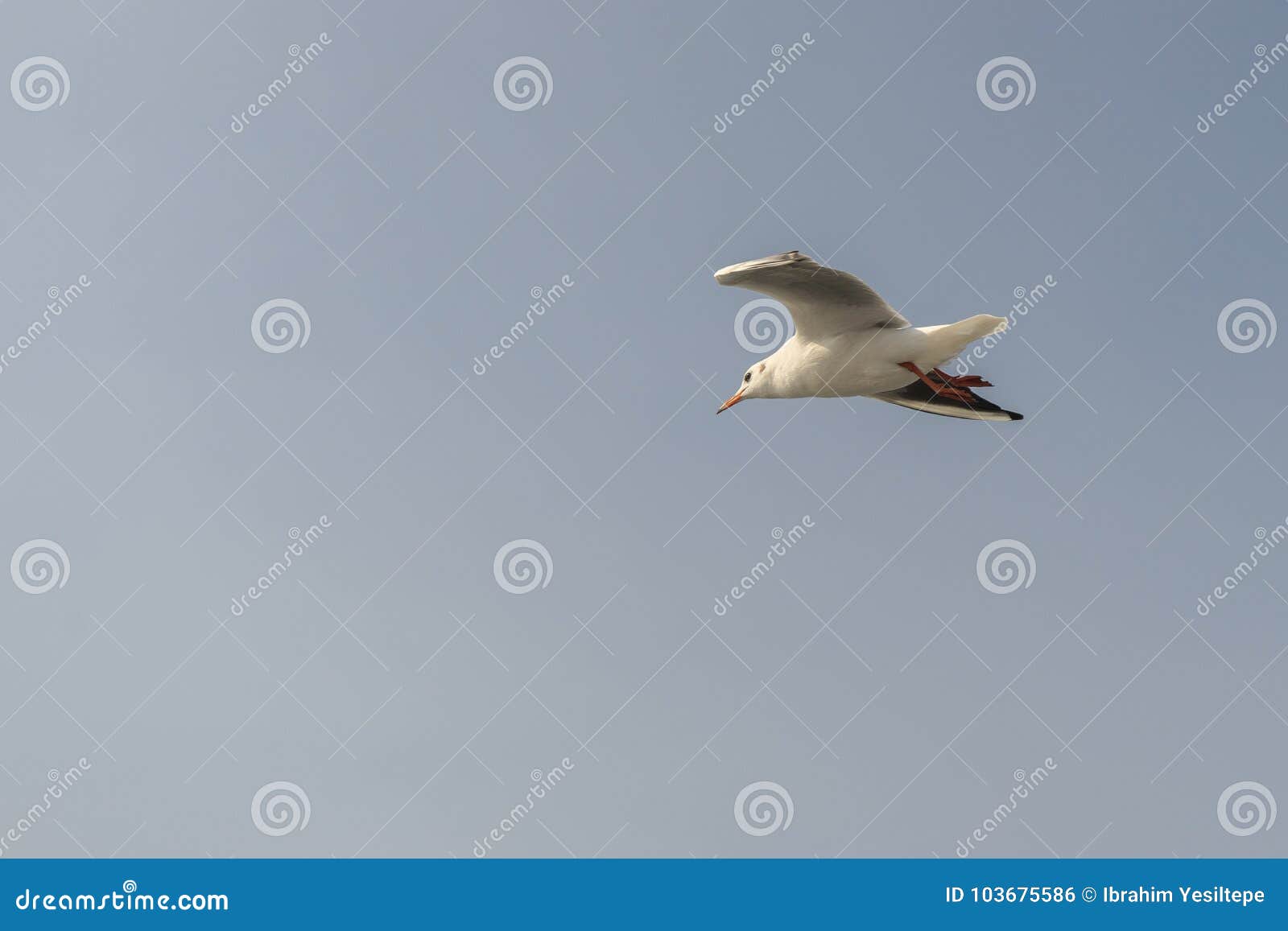 Seagull. Seagulls Flying in the Back of the Ships at Sea. Stock Photo ...