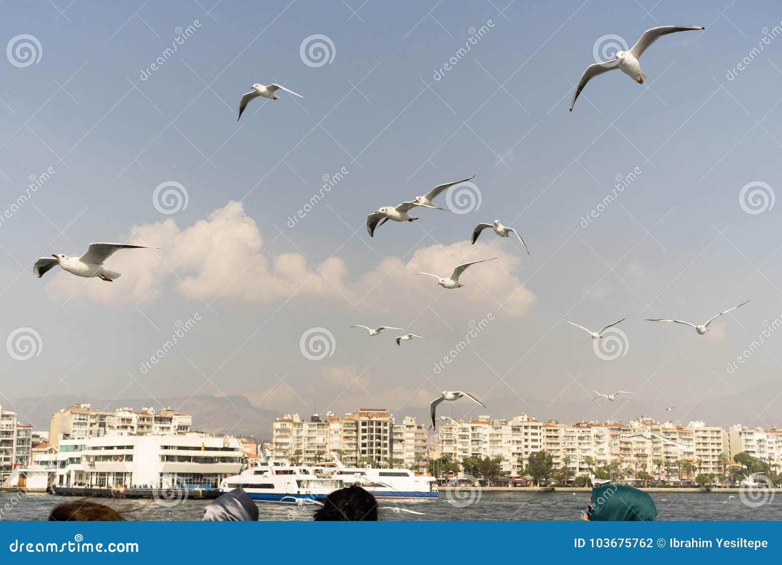 Seagull. Seagulls Flying in the Back of the Ships at Sea. Editorial ...