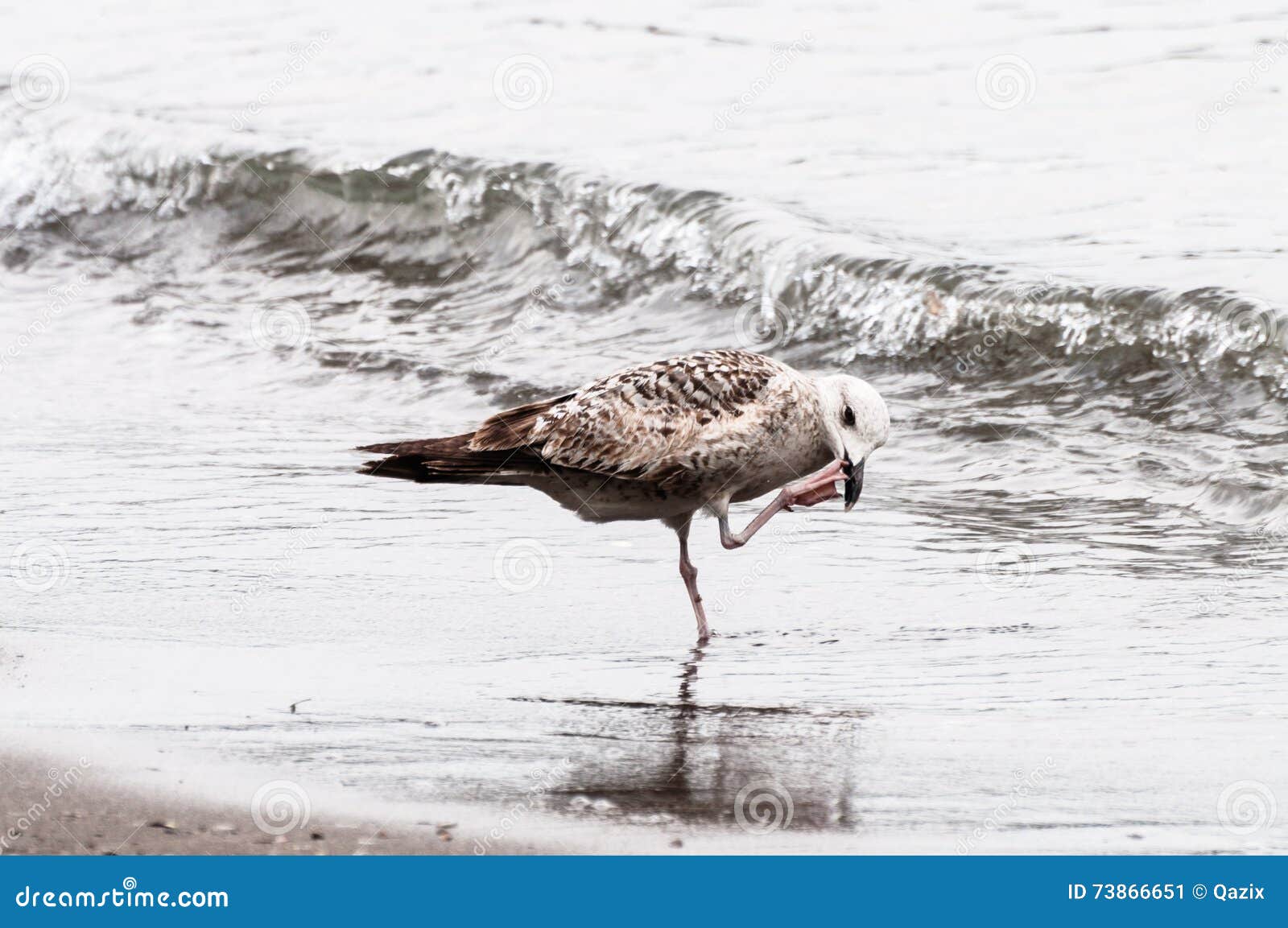 Seagull on the seashore stock image. Image of wildlife - 73866651