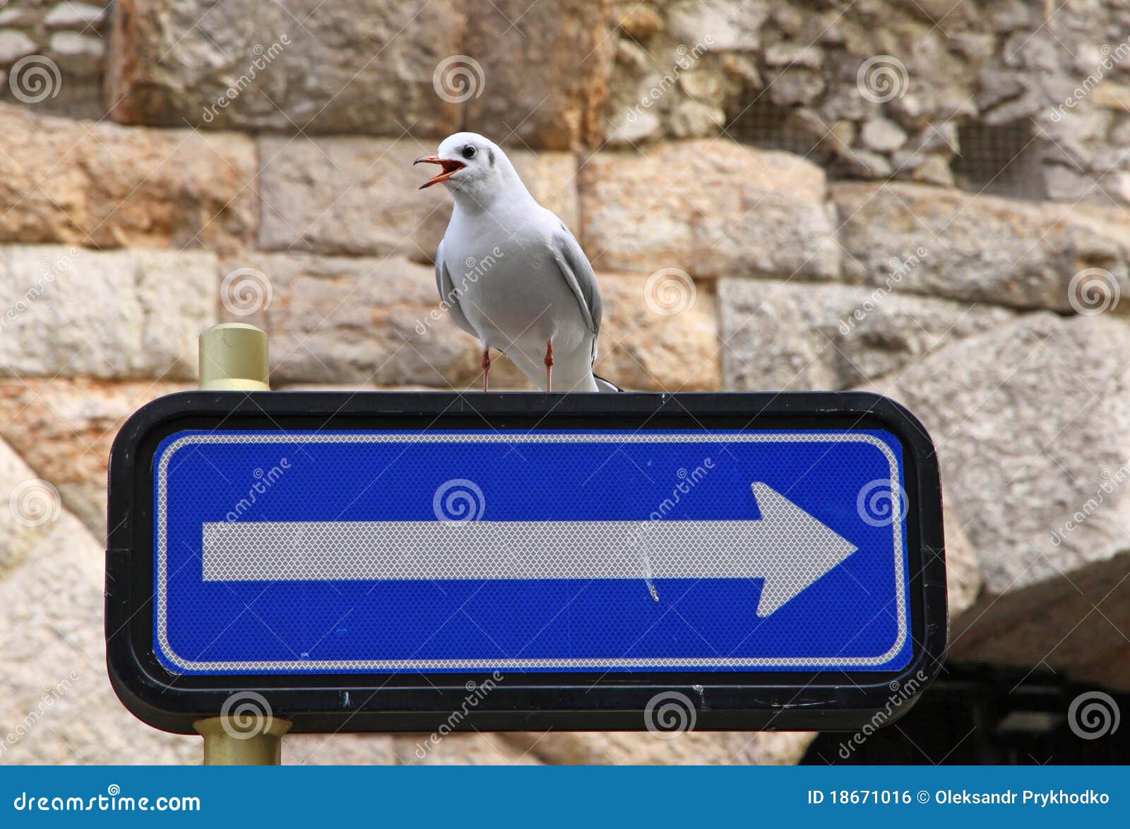 Seagull Seats on a Road Sign Stock Photo - Image of beautiful, nature ...
