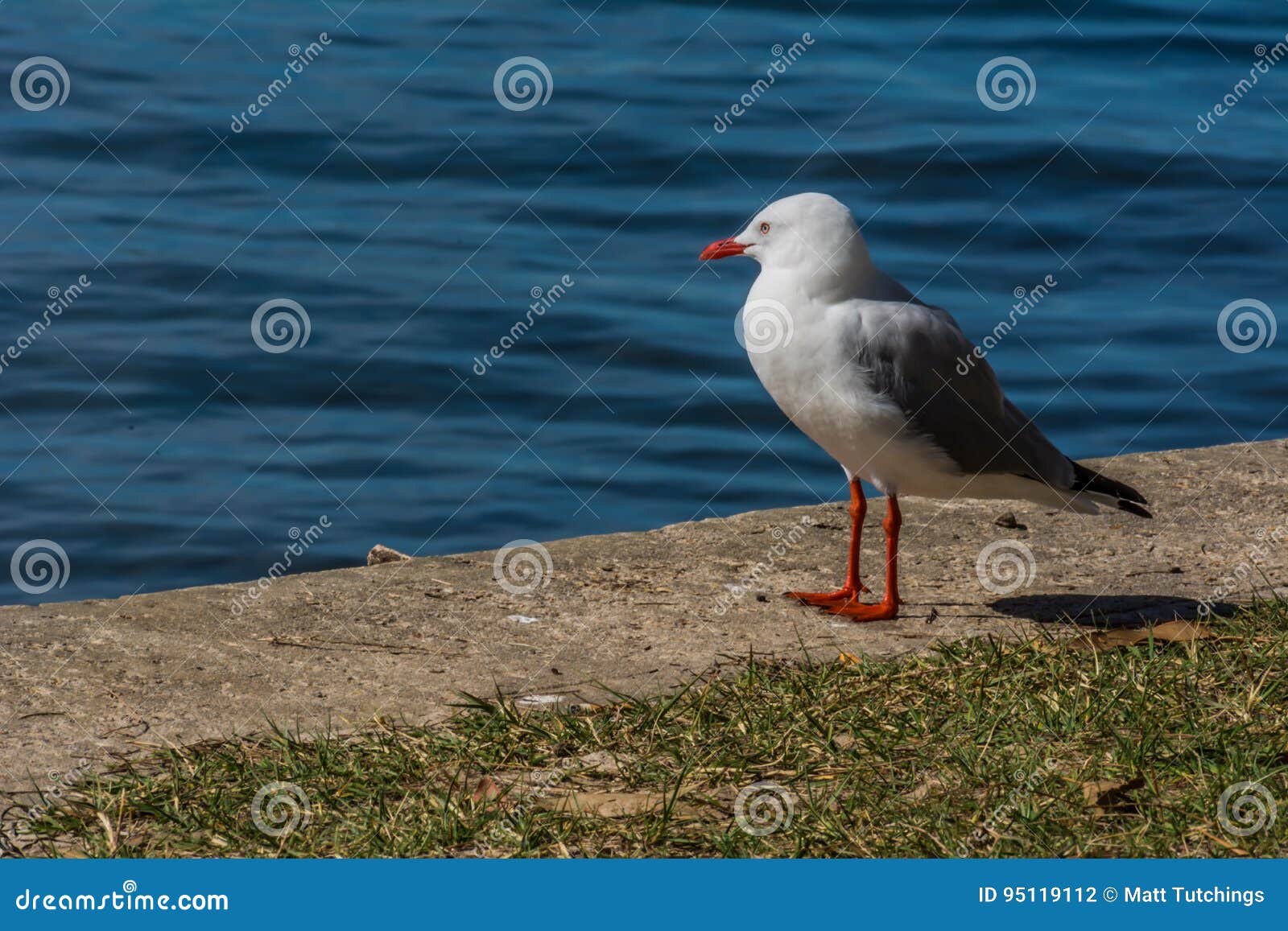 Seagull stock photo. Image of segull, bird, segulls, river - 95119112