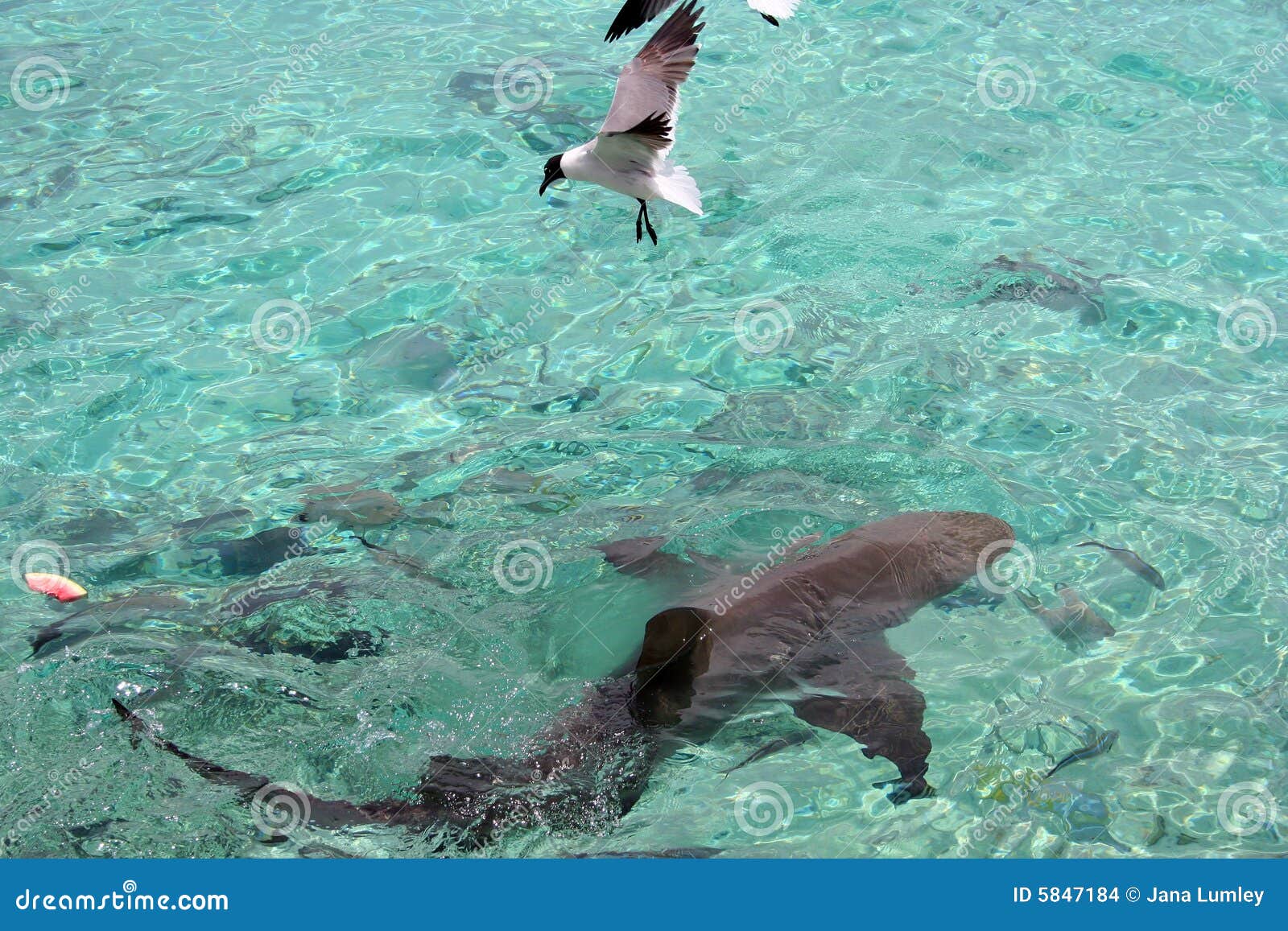 Seagull and Shark stock photo. Image of secluded, sharks - 5847184