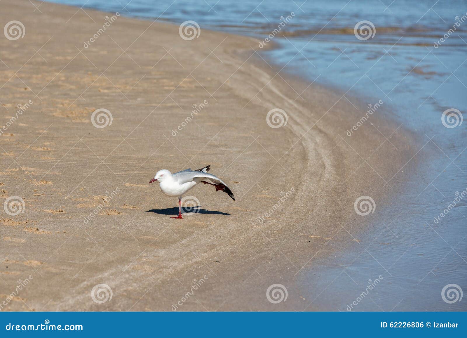 Seagull on shark bay beach stock photo. Image of ocean - 62226806