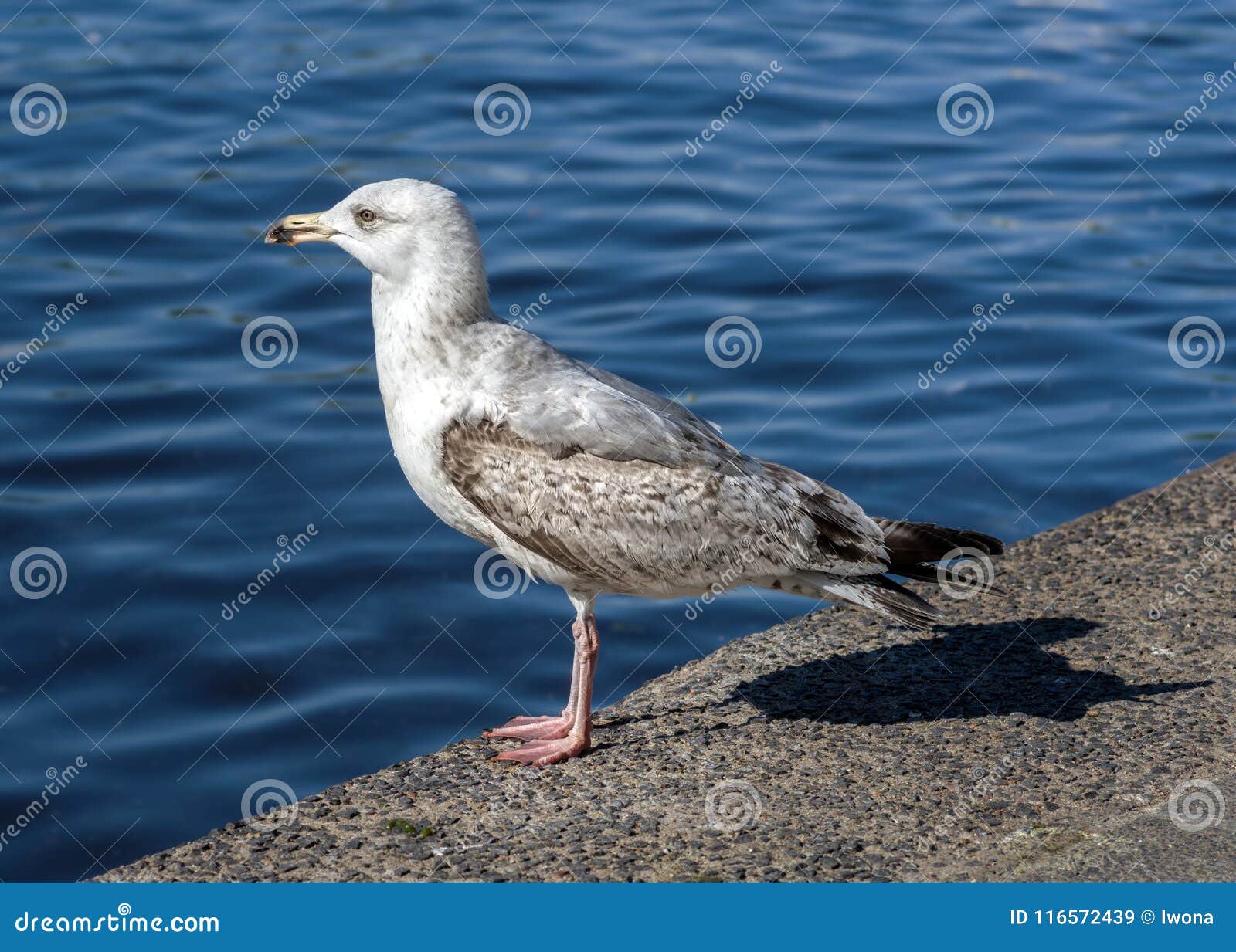 Seagull on the shore stock image. Image of seabird, gull - 116572439
