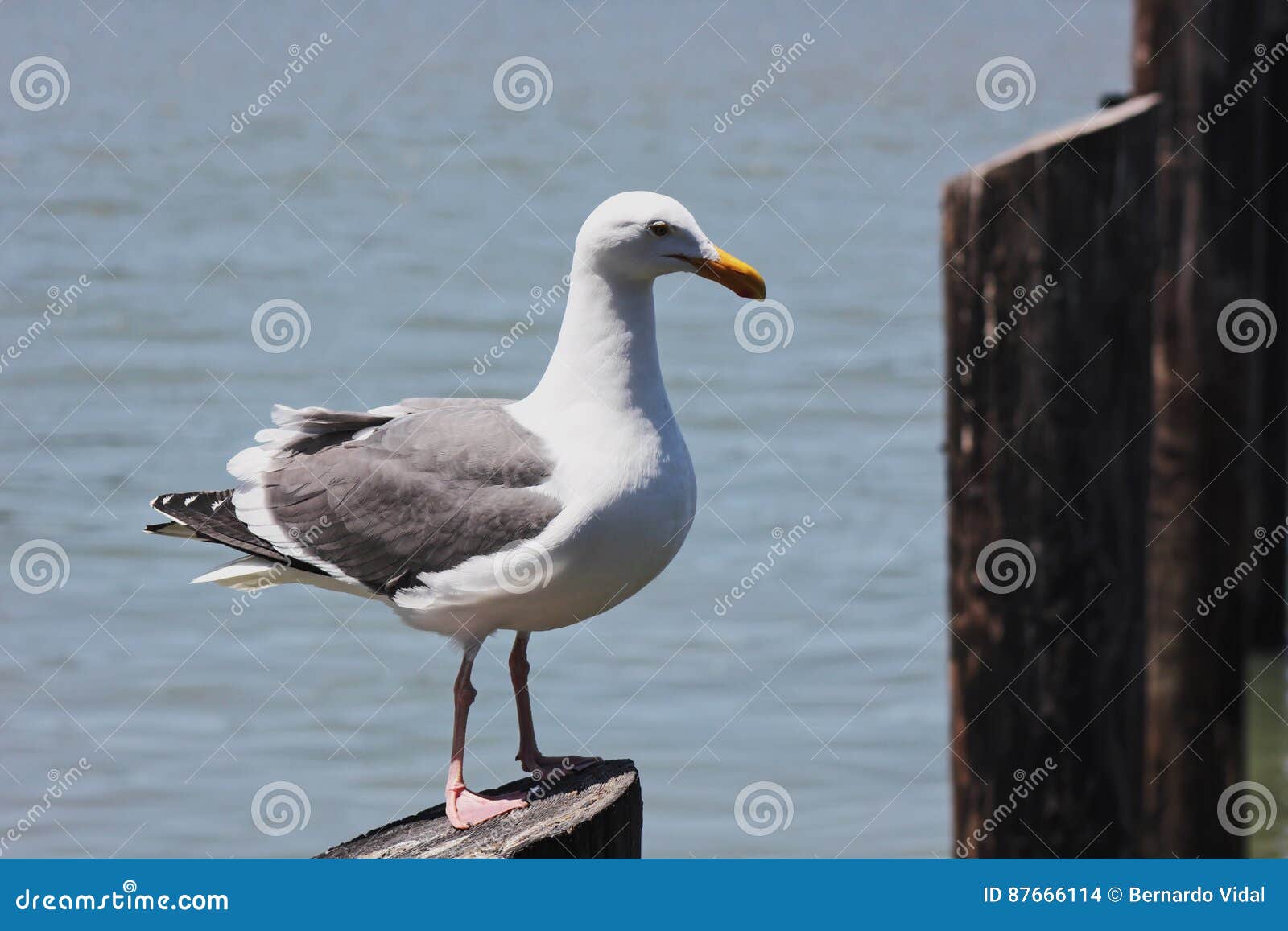 Seagull shot stock photo. Image of shaped, nature, close - 87666114