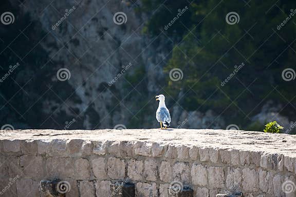 A Seagull shouting stock photo. Image of landscape, sitting - 143689502