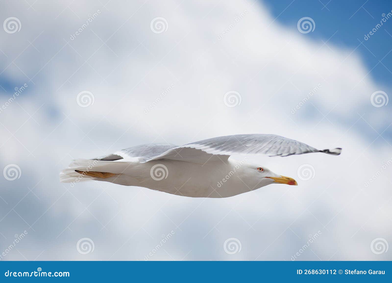 Flying Seagull Profile. Seagull by Side with Open Wings. Stock Photo ...