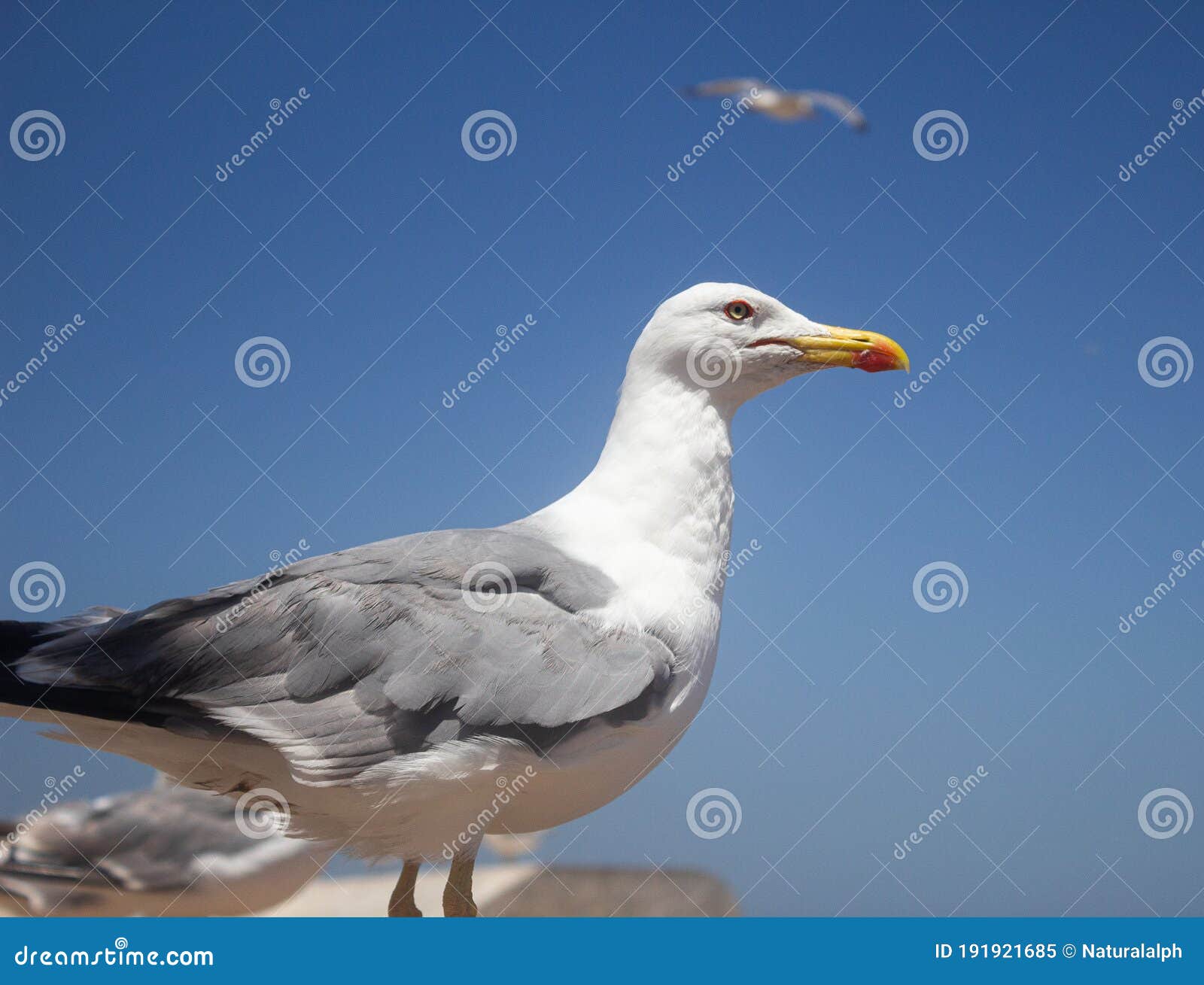 Seagull side closeup stock image. Image of maritime - 191921685