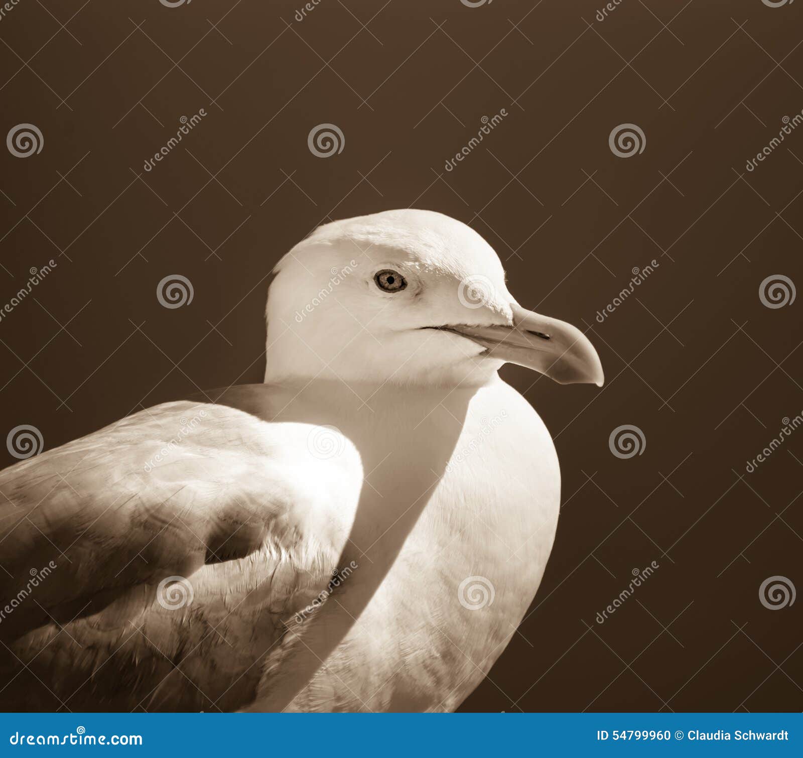 Seagull portrait stock photo. Image of seagull, animal - 54799960