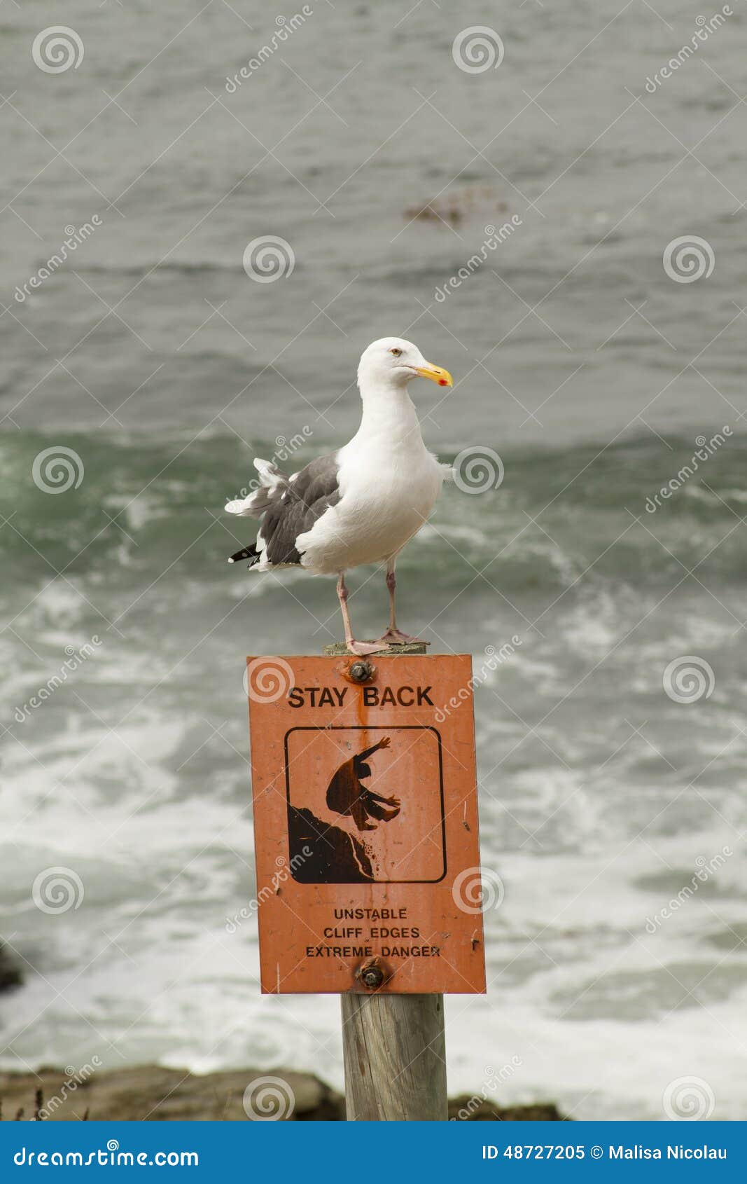 Seagull On Sign, Cies Islands, Nature Reserve, Galicia, Spain Royalty ...