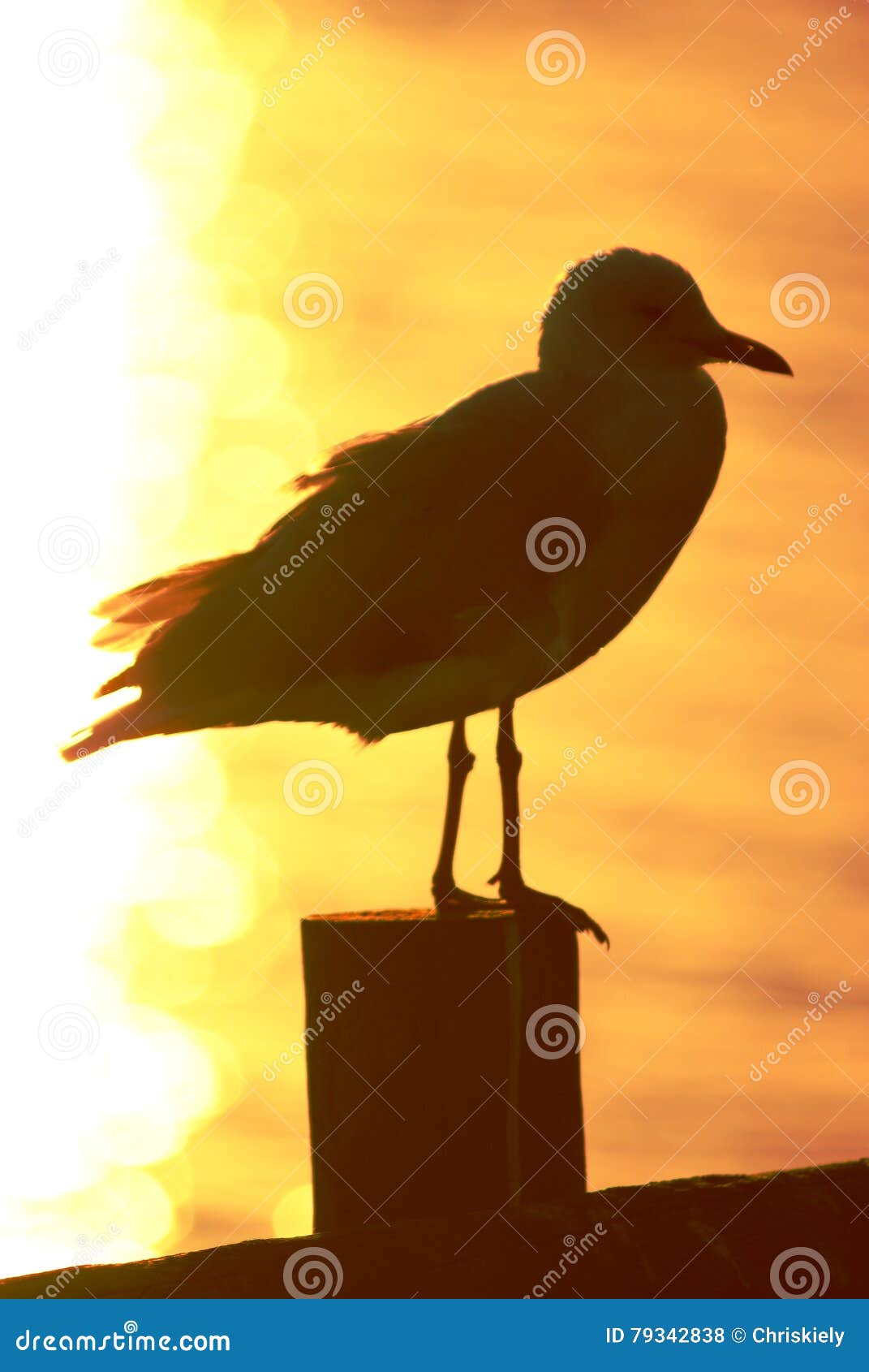 Seagull Silhouette stock photo. Image of gull, noise - 79342838