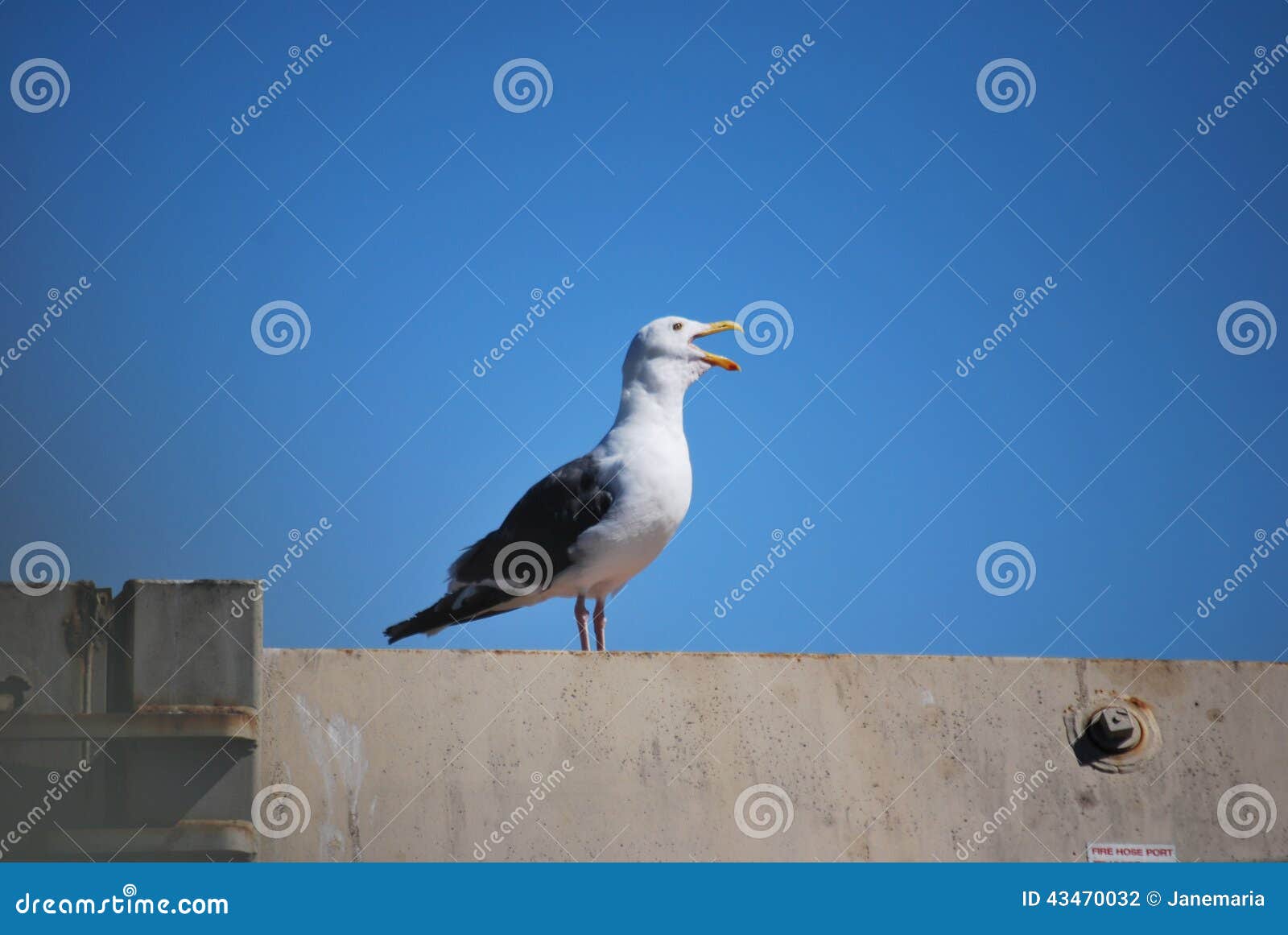 Seagull Singing stock photo. Image of beak, talking, singing - 43470032
