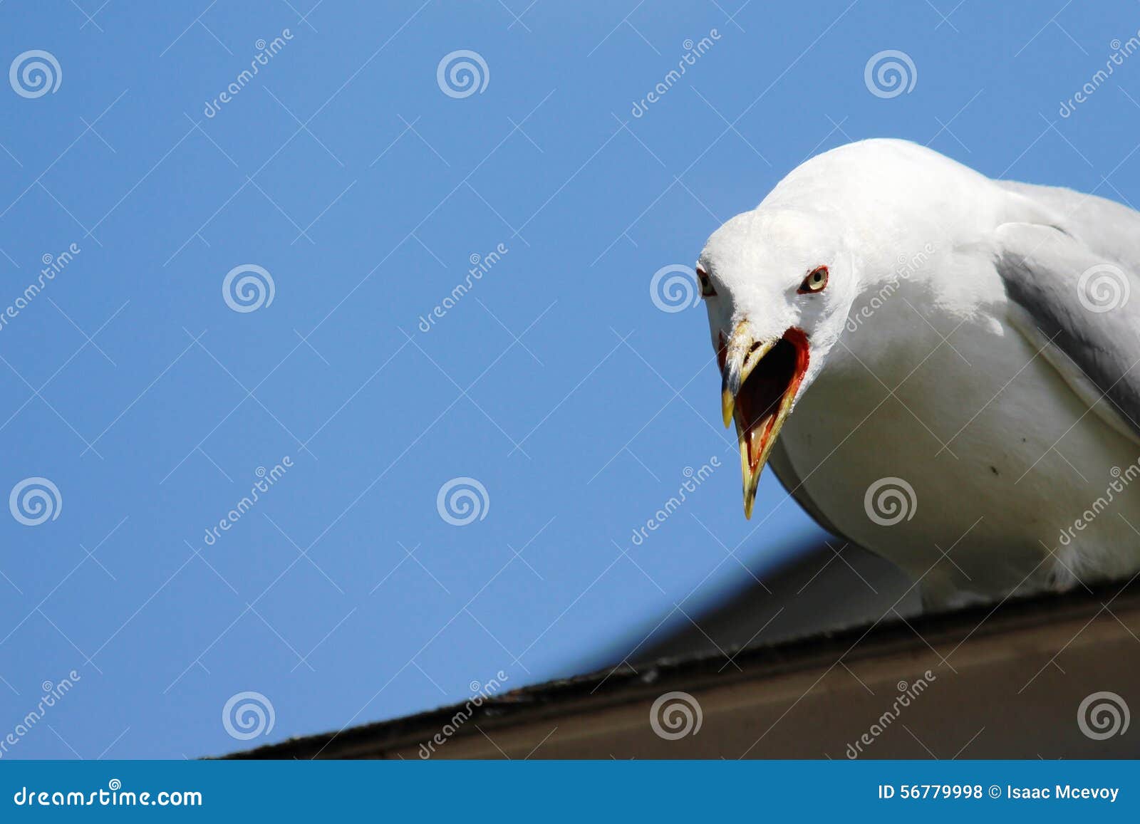 Seagull stock photo. Image of gull, looking, open, feather - 56779998