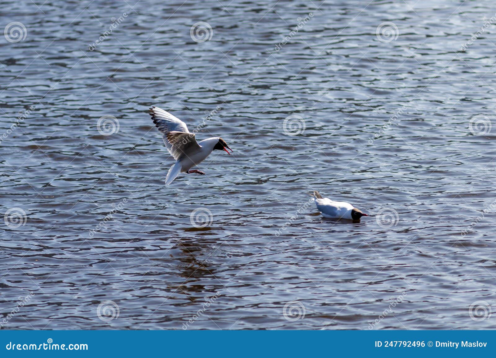 Seagull sits on river stock photo. Image of wildlife - 247792496