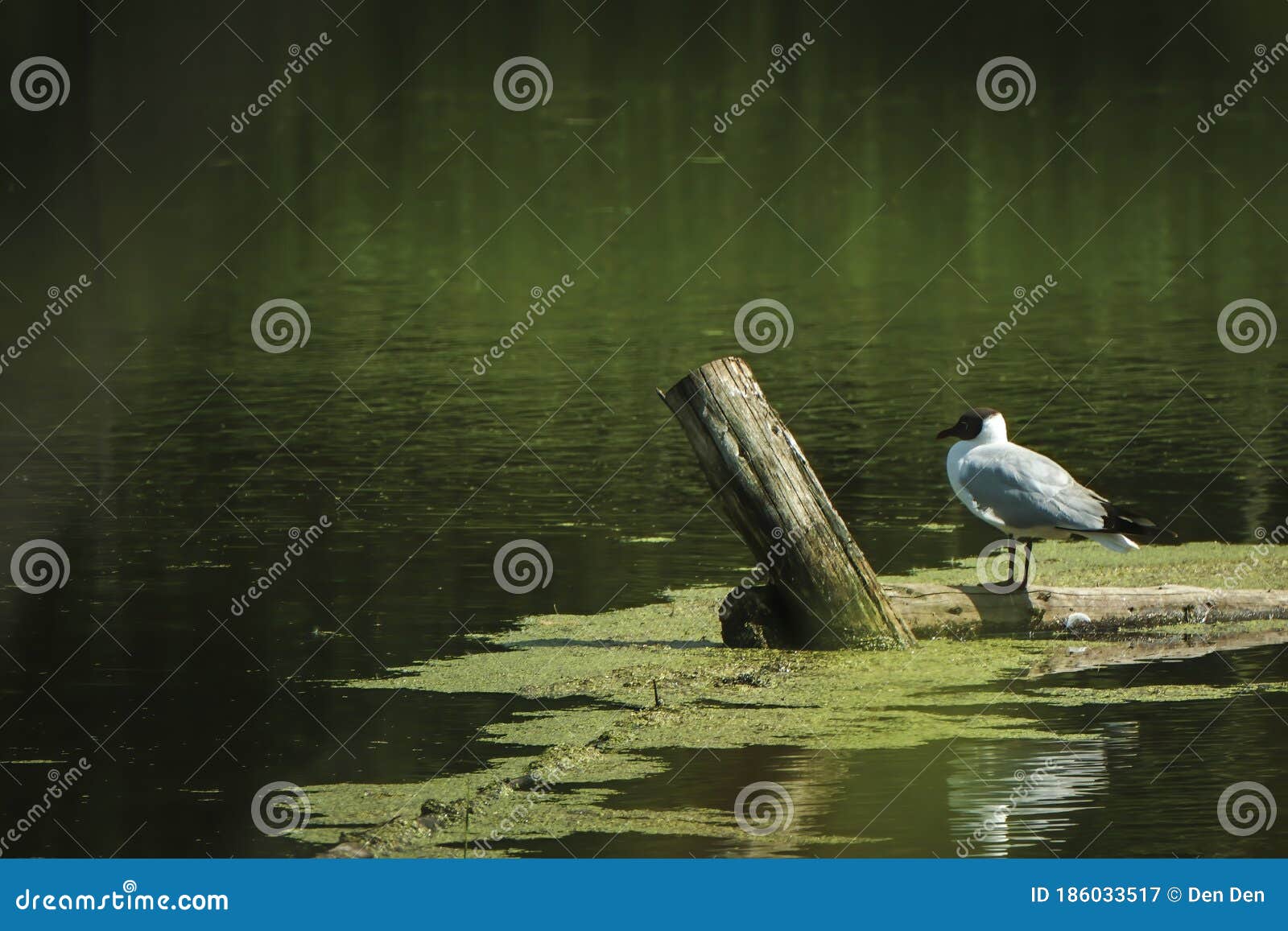 A Seagull Sits on a Log on the Pond. Stock Image - Image of green ...