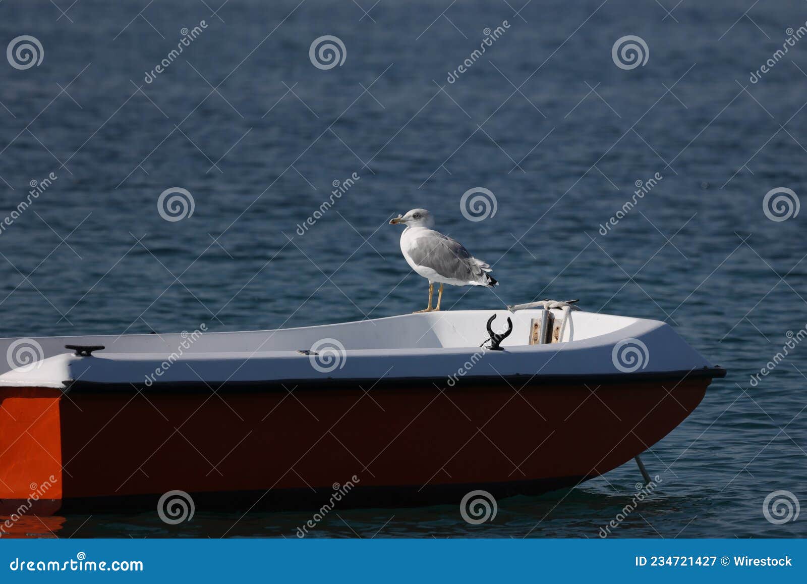 Seagull, Sitting on a Boat and Swaying on the Waves Stock Image - Image ...