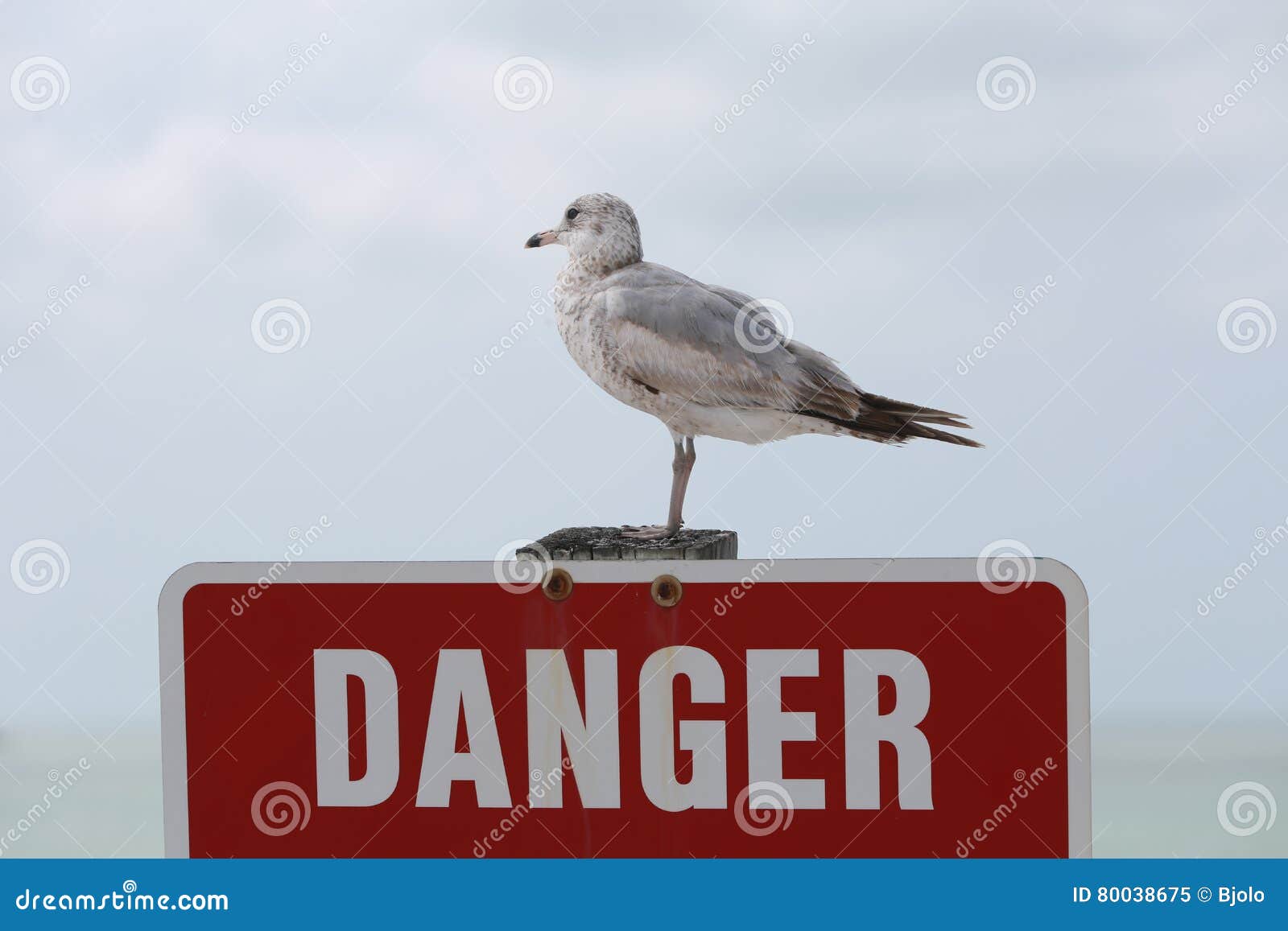 Seagull Sitting on a Danger Sign Stock Image - Image of danger, bird ...