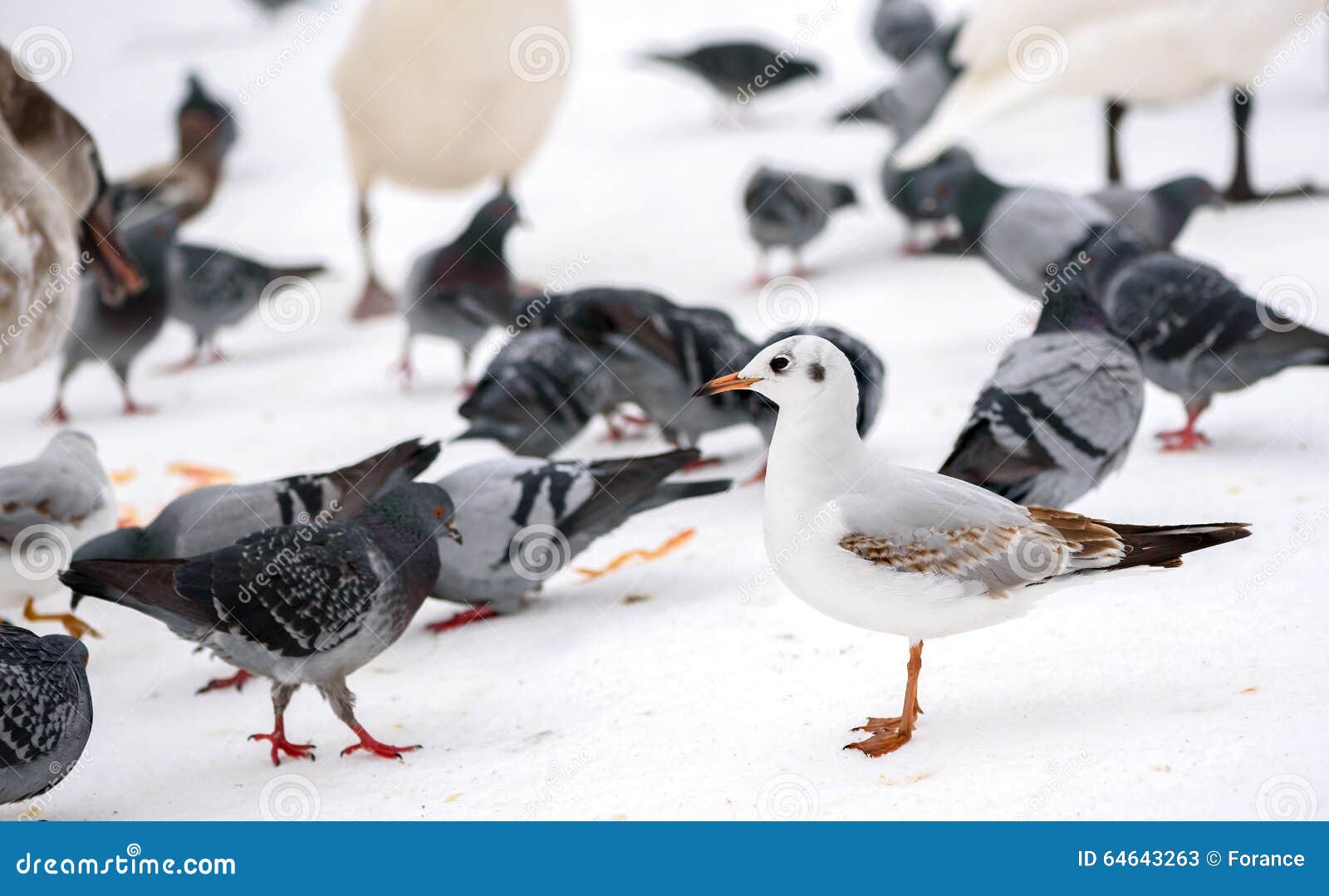 Seagull Sitting on the Ground in Winter Stock Image - Image of flying ...