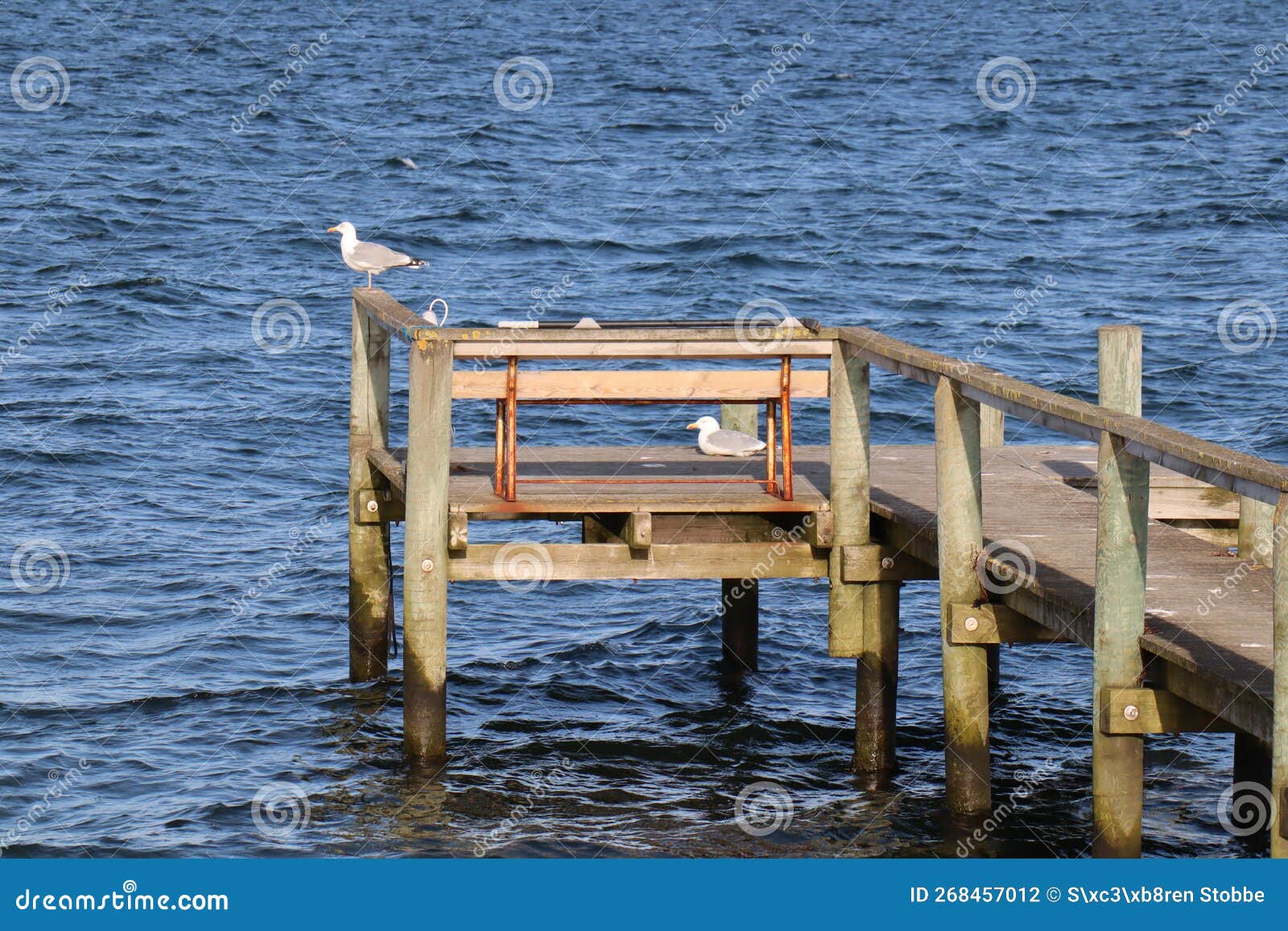 Seagull Sitting on Handrail of Bridge Stock Photo - Image of pier ...