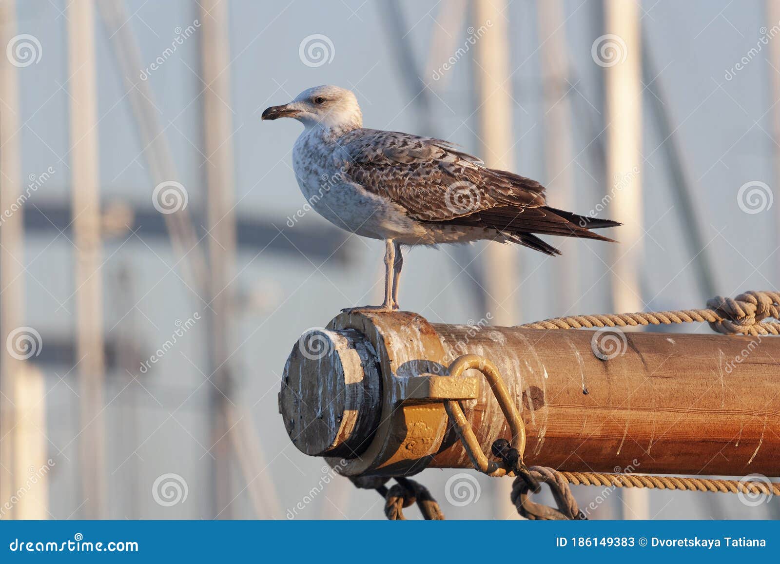 A Seagull Sitting on the Mast of a Sailboat Stock Image - Image of ...