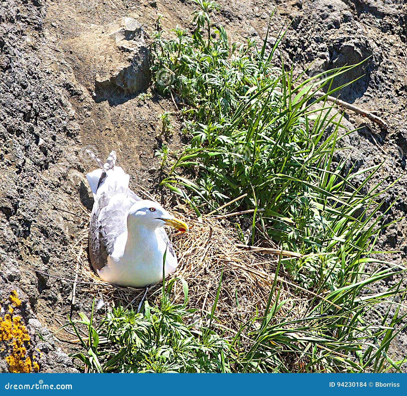 Seagull Sitting on a Nest on a Rock Hatching Eggs. Stock Photo - Image ...
