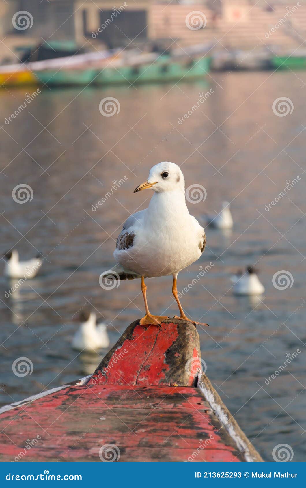 Seagull Sitting on a Nose of a Boat Stock Image - Image of outdoor ...